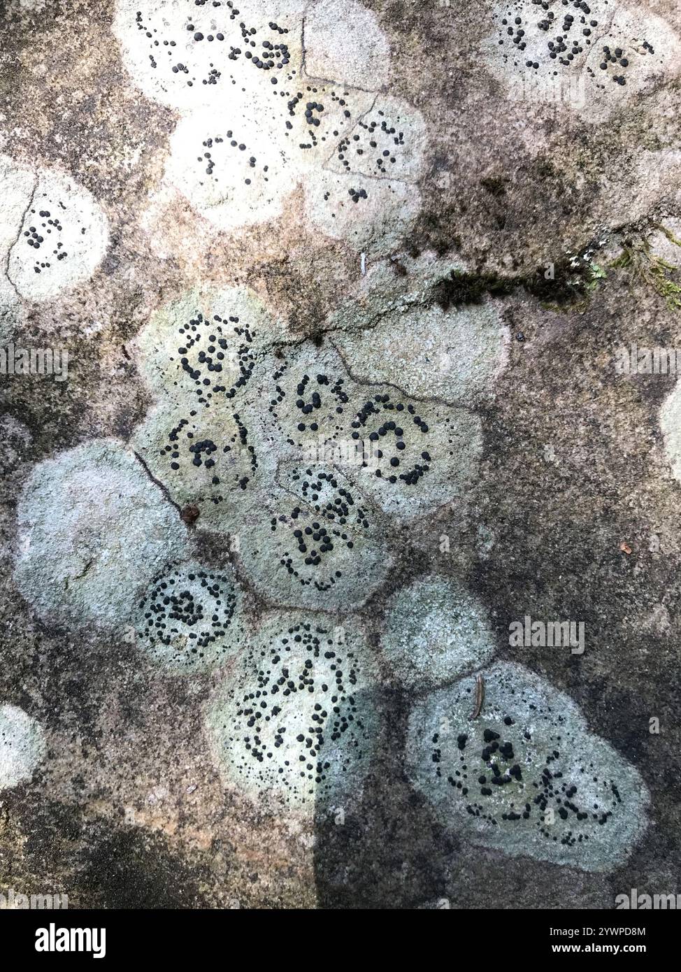 concentric boulder lichen (Porpidia crustulata Stock Photo - Alamy