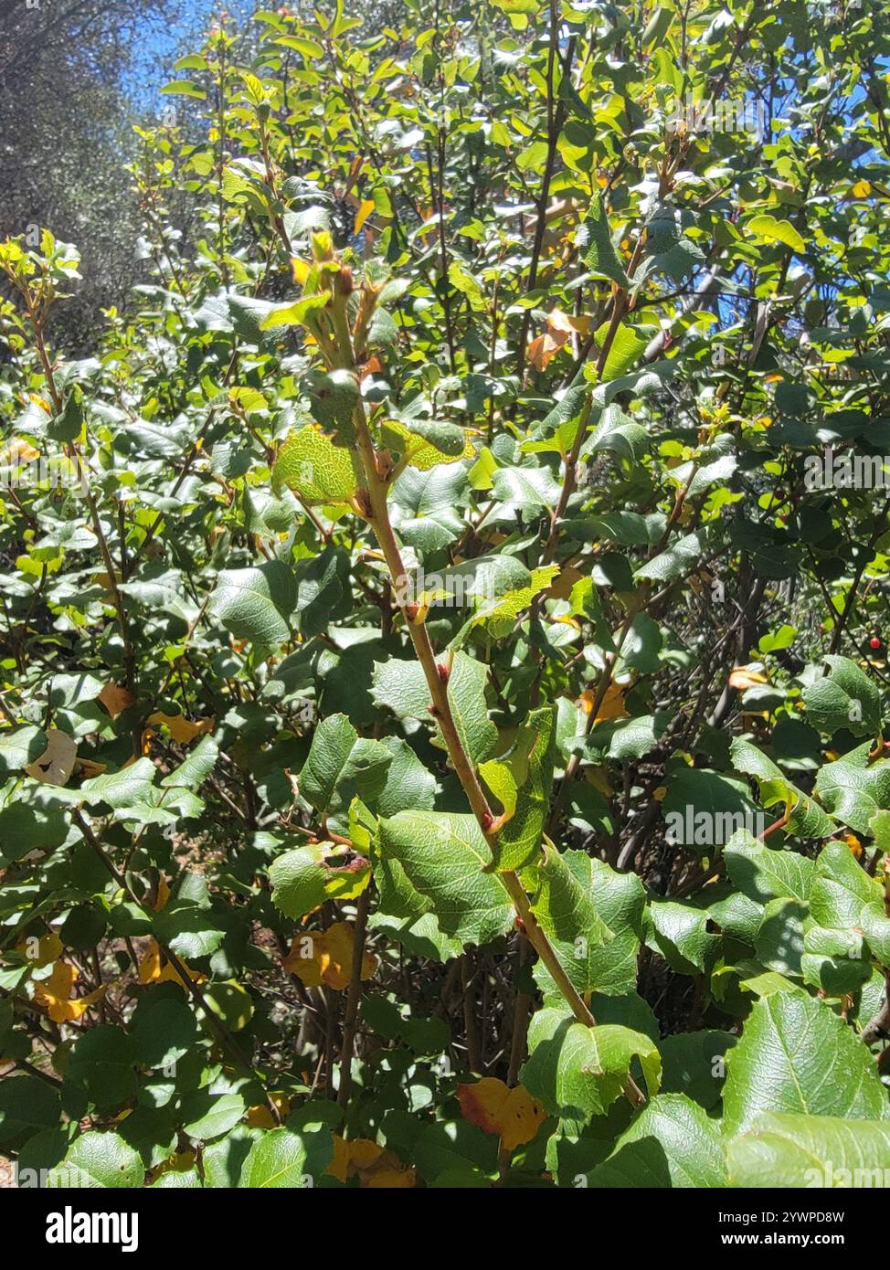 hollyleaf cherry (Prunus ilicifolia Stock Photo - Alamy
