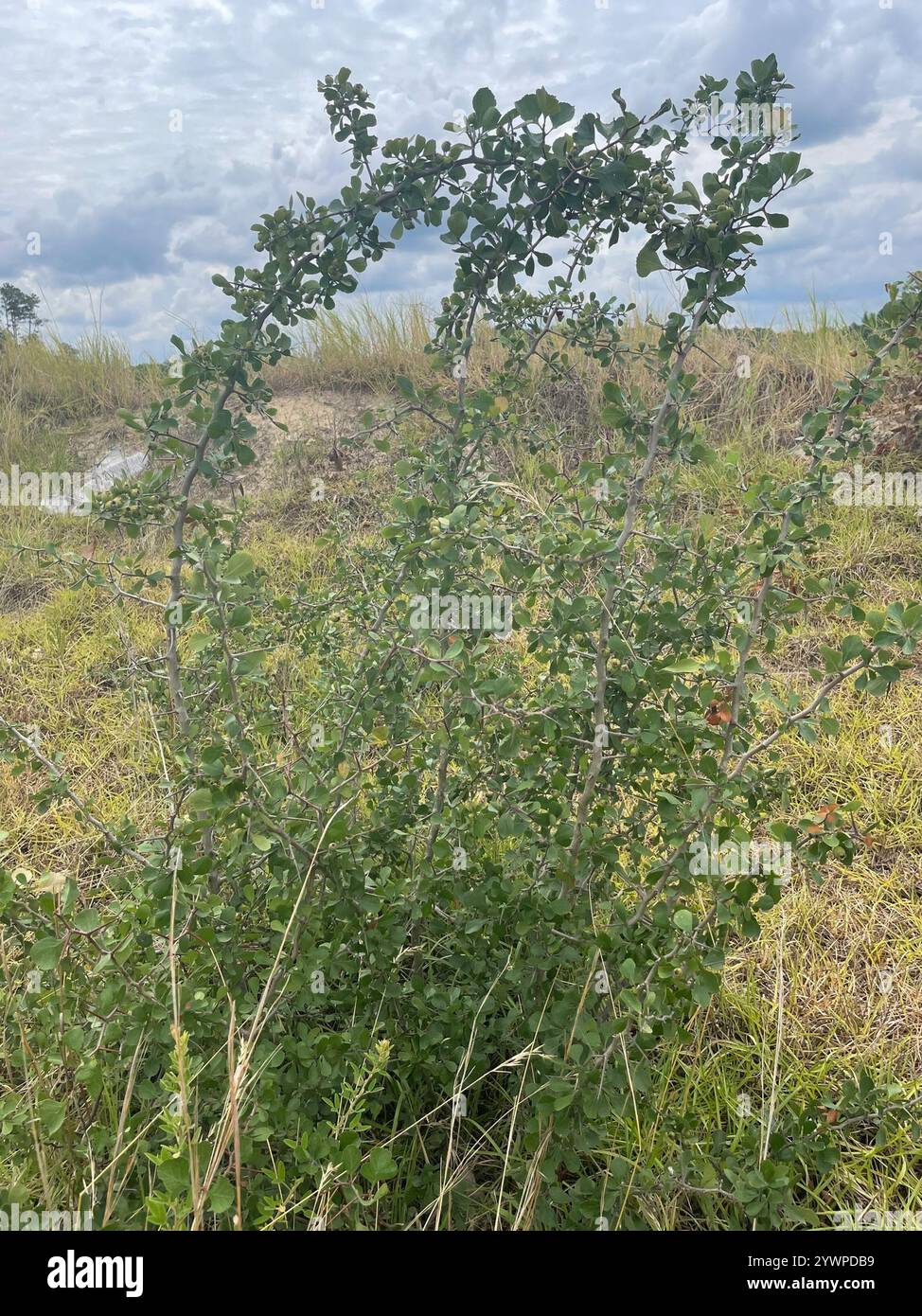 One-flowered Hawthorn (Crataegus uniflora Stock Photo - Alamy