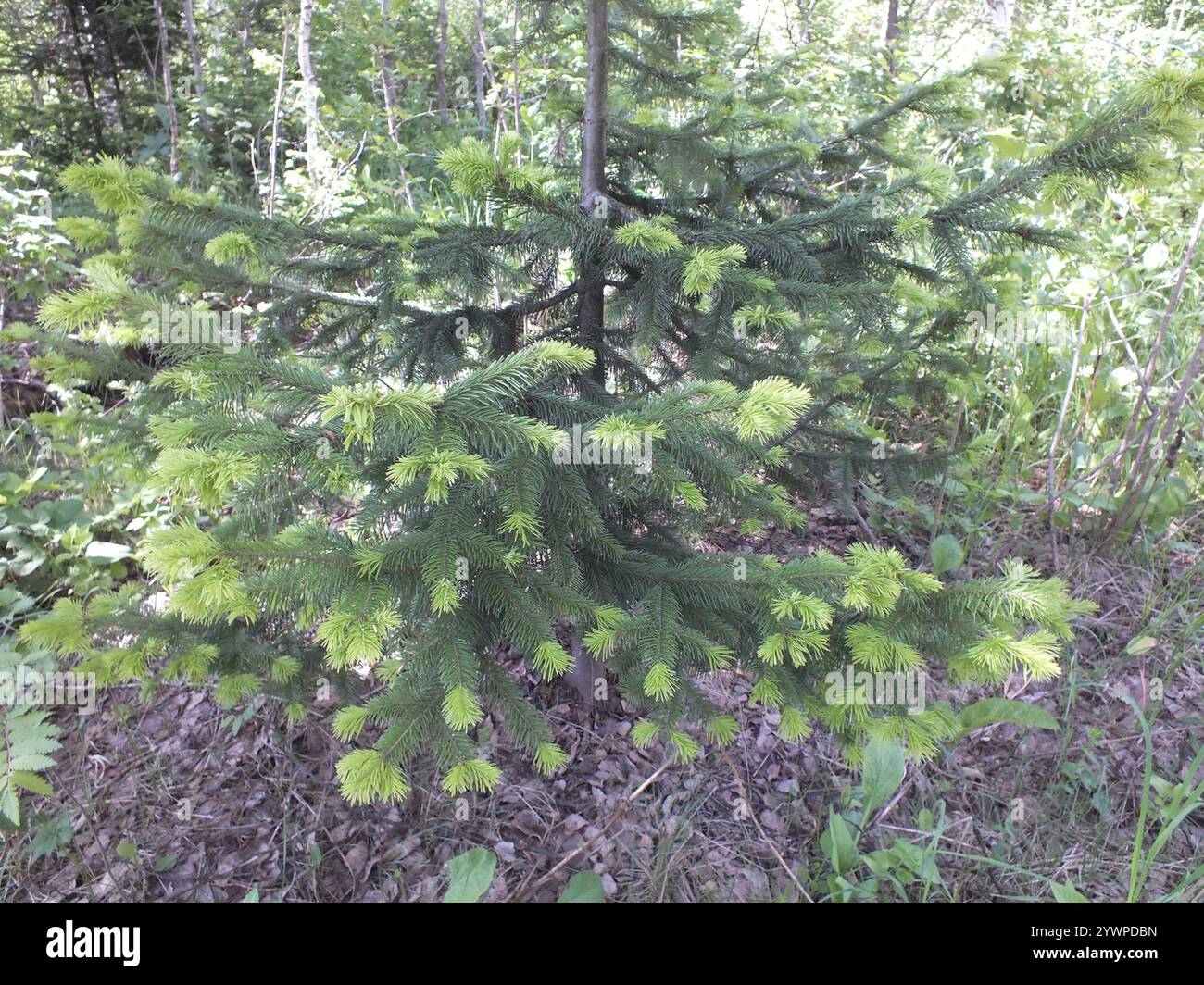 Siberian fir (Abies sibirica Stock Photo - Alamy