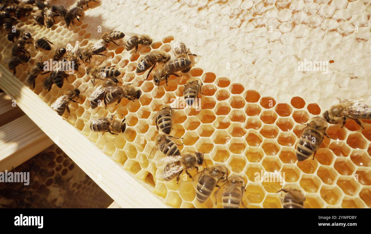 Bee family working on wooden hi-res stock photography and images - Alamy