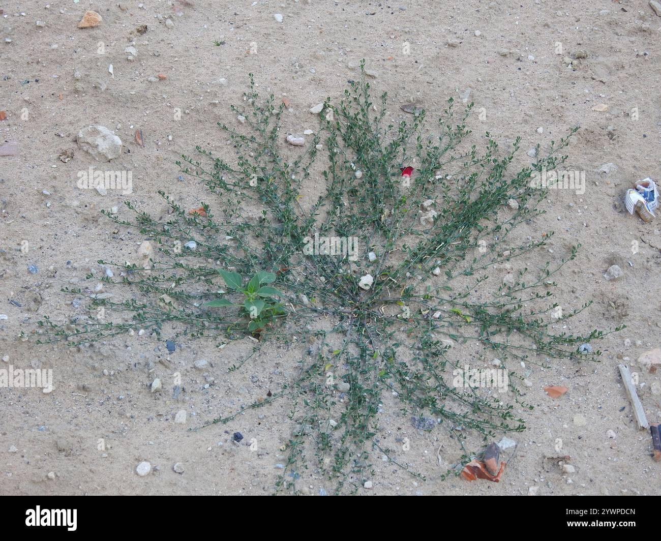 Oval Leaf Knotweed (Polygonum arenastrum Stock Photo - Alamy