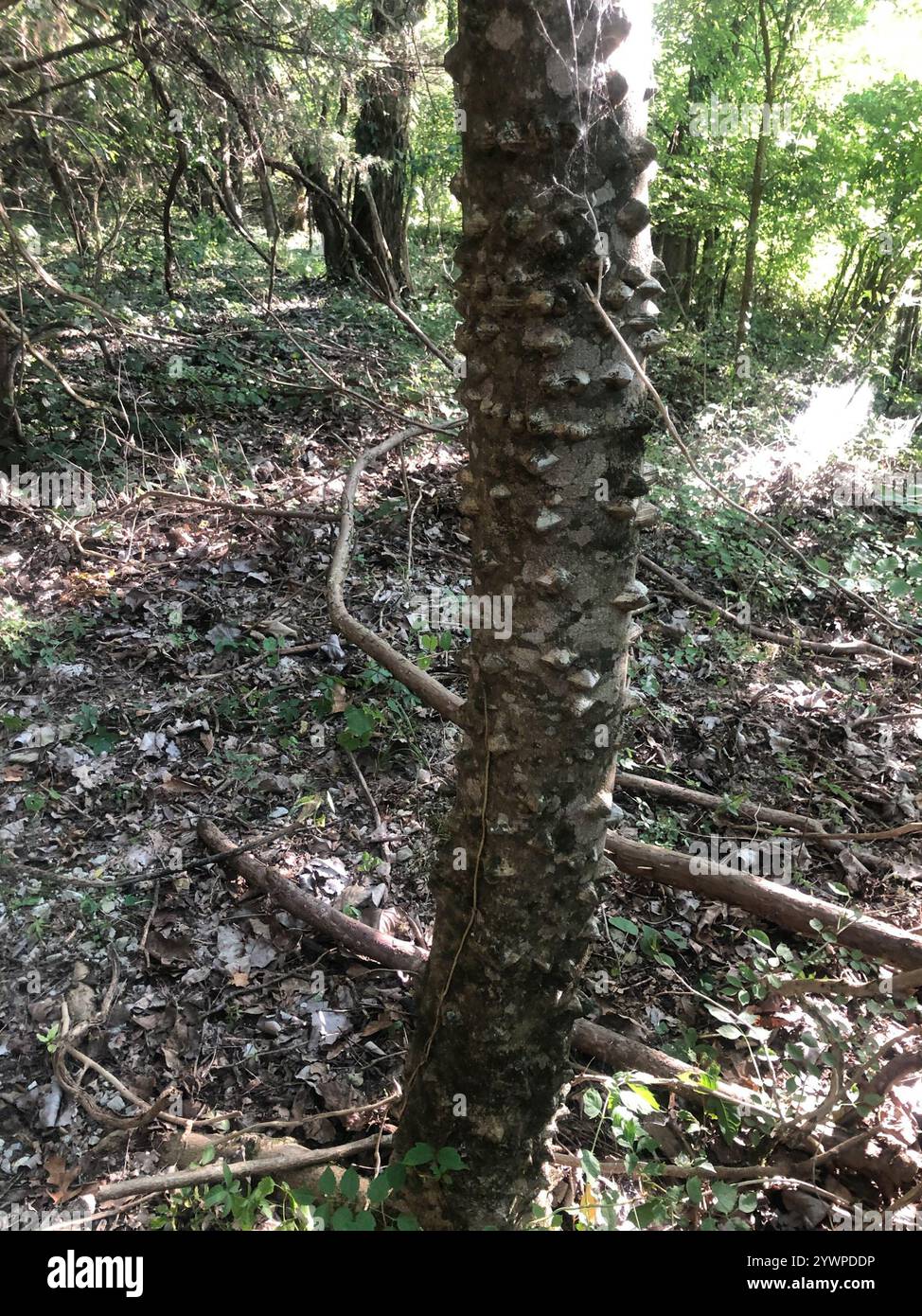 Hercules' club (Zanthoxylum clava-herculis Stock Photo - Alamy