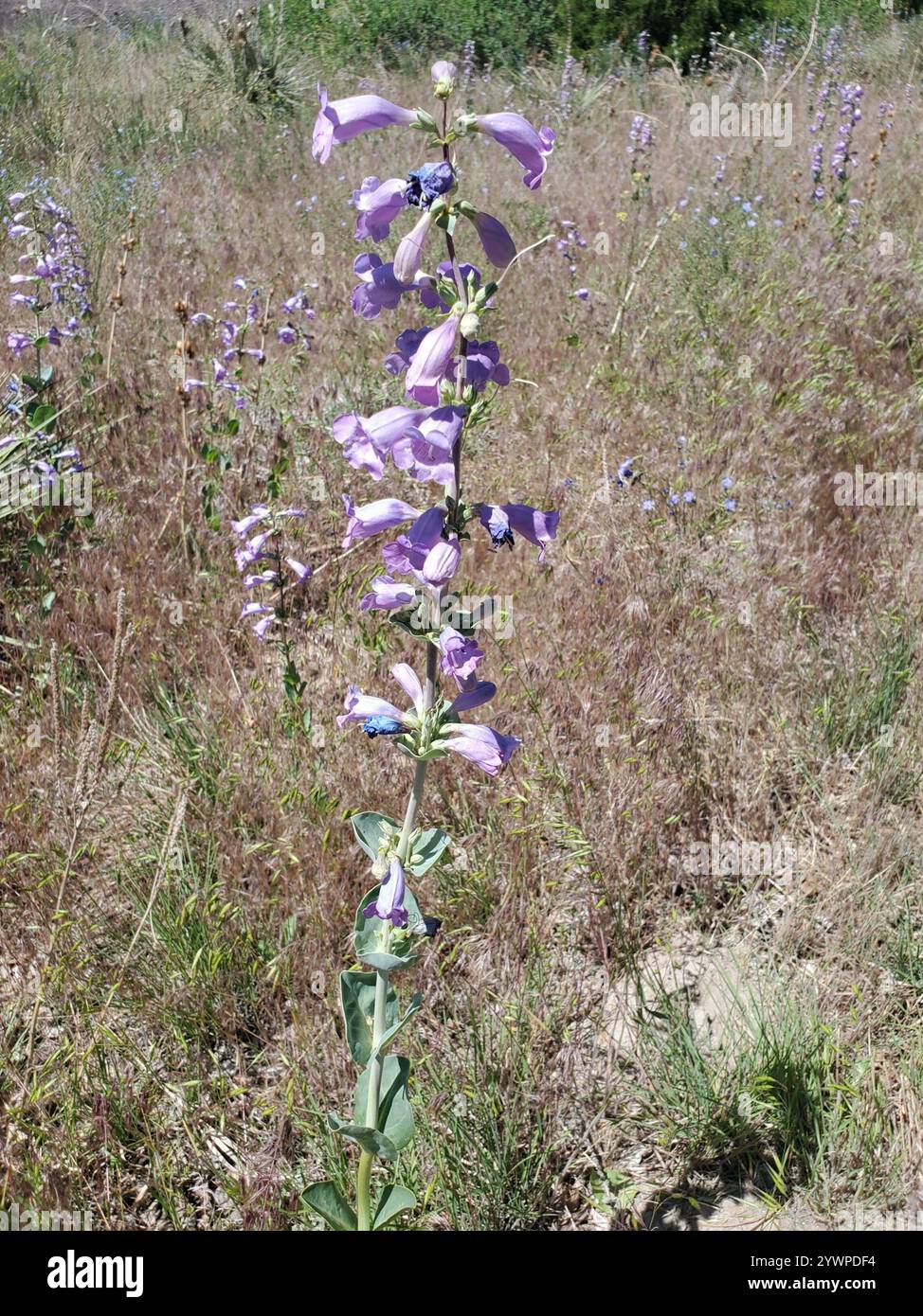 large-flowered beardtongue (Penstemon grandiflorus Stock Photo - Alamy