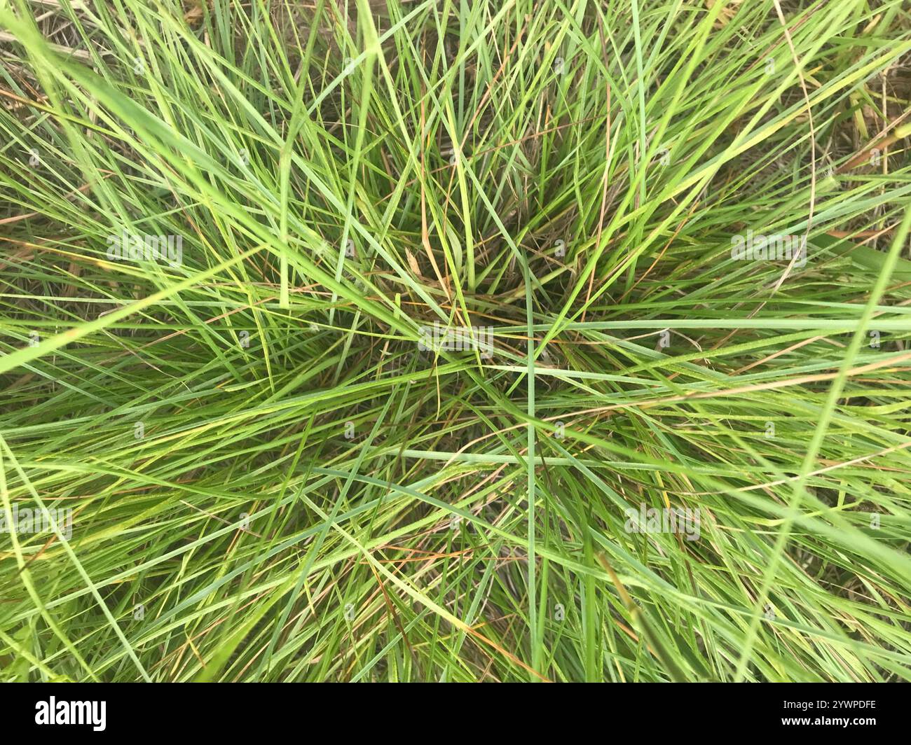 Pan American Balsomscale (Elionurus tripsacoides Stock Photo - Alamy