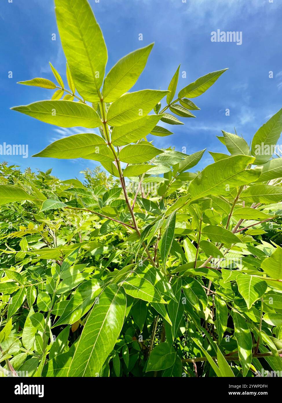 shining sumac (Rhus copallinum Stock Photo - Alamy