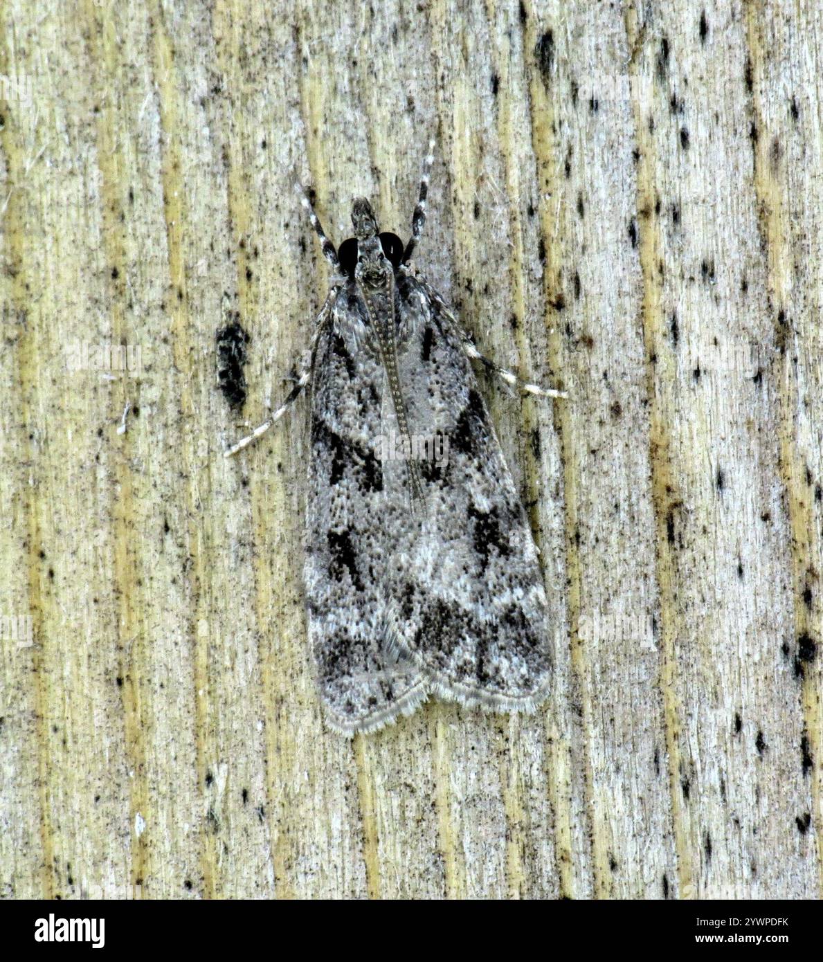 Double-striped Scoparia Moth (Scoparia biplagialis Stock Photo - Alamy