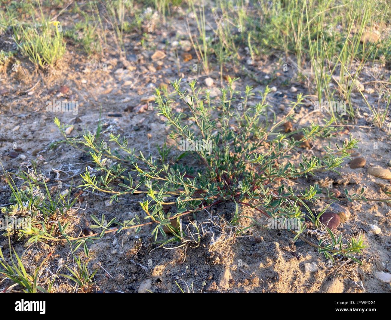white prairie clover (Dalea candida oligophylla Stock Photo - Alamy