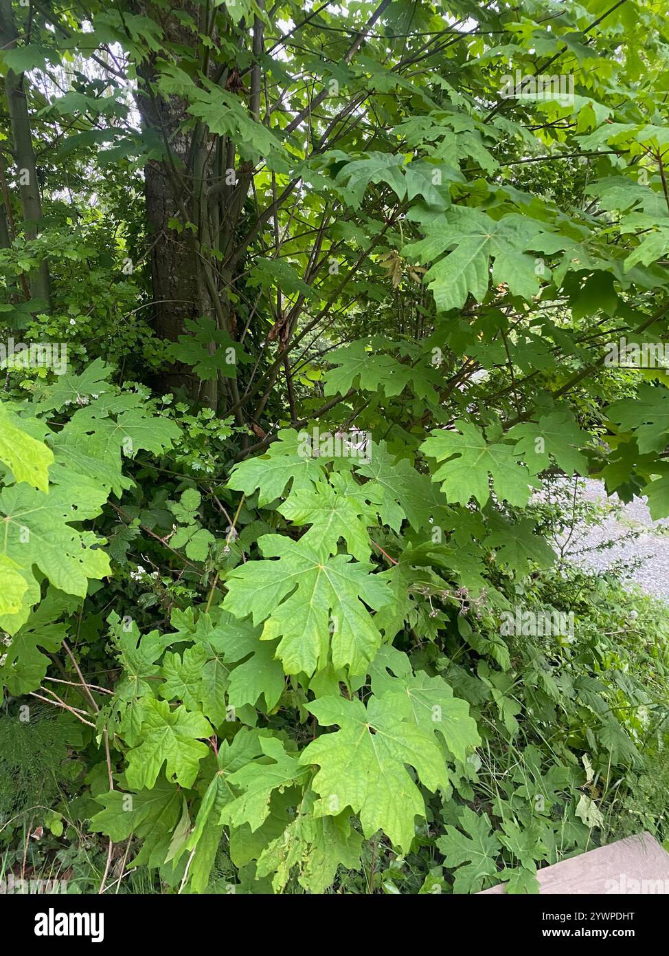bigleaf maple (Acer macrophyllum Stock Photo - Alamy