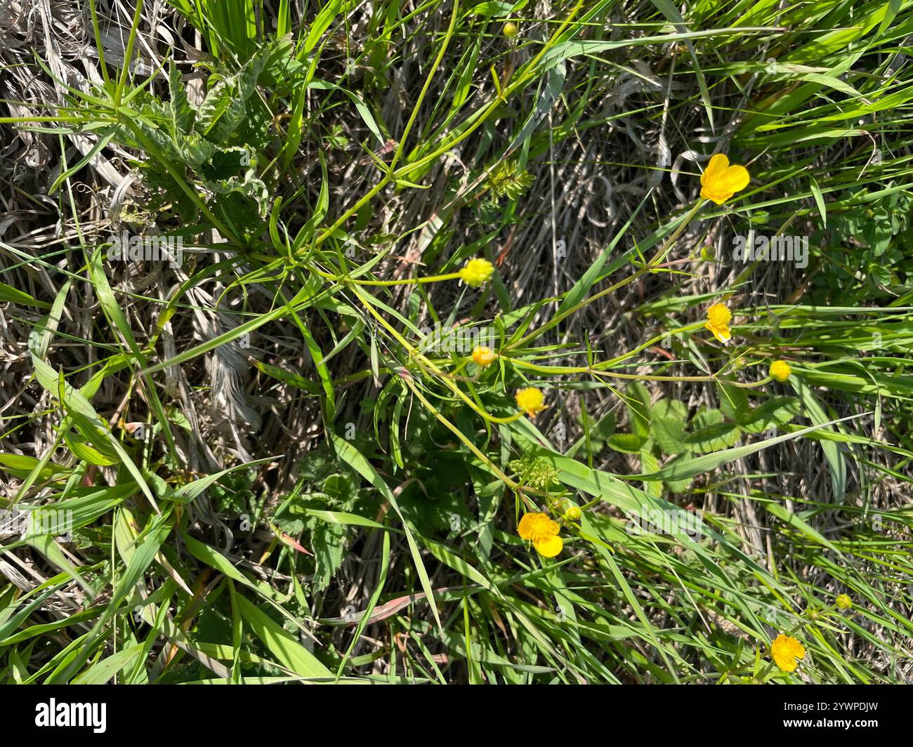 Goldilocks Buttercup (Ranunculus auricomus Stock Photo - Alamy