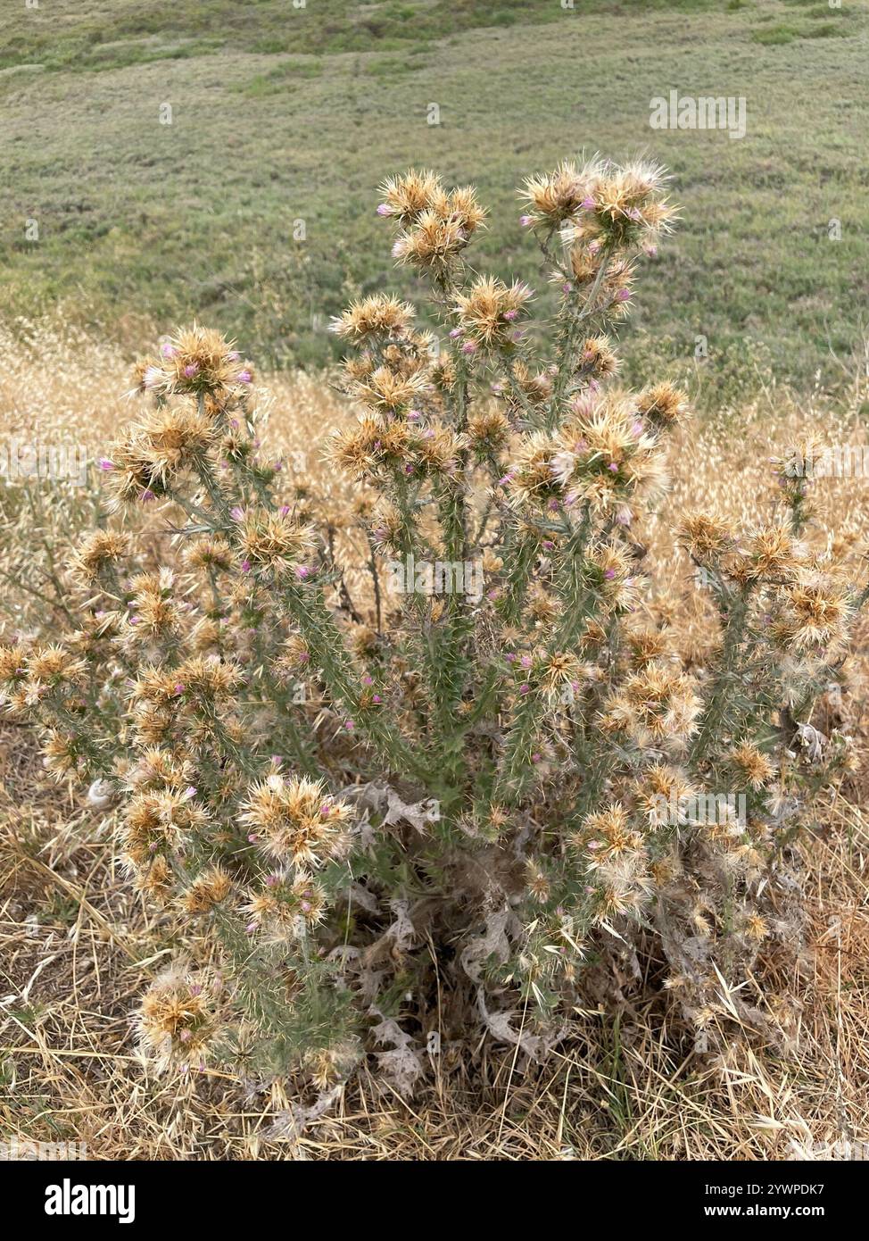 Slender Thistle (Carduus tenuiflorus Stock Photo - Alamy