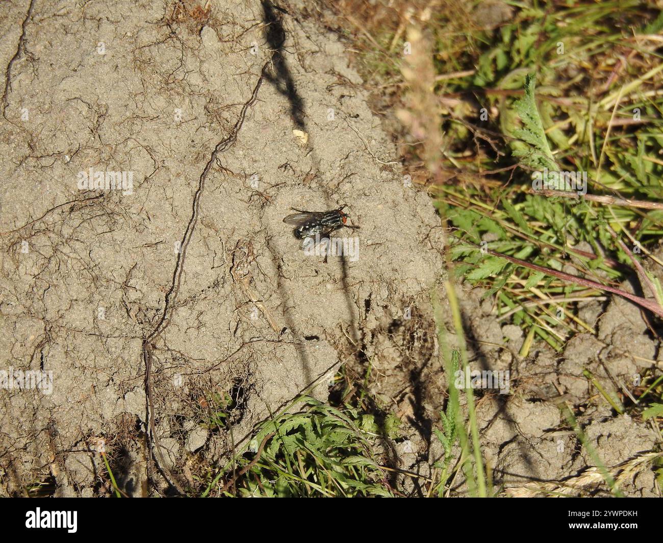 Common Flesh Flies (Sarcophaga Stock Photo - Alamy