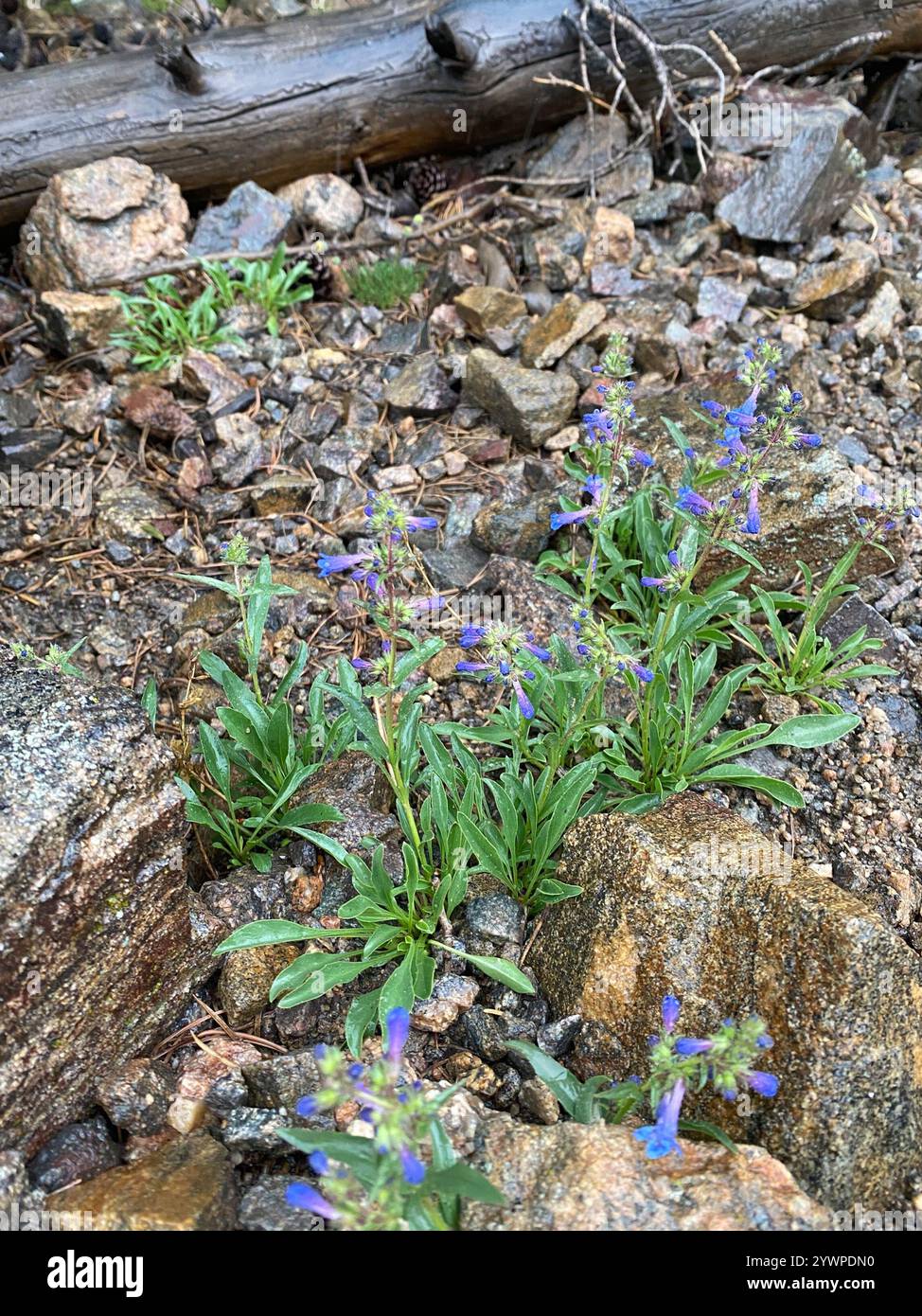 Front Range Beardtongue (Penstemon virens Stock Photo - Alamy
