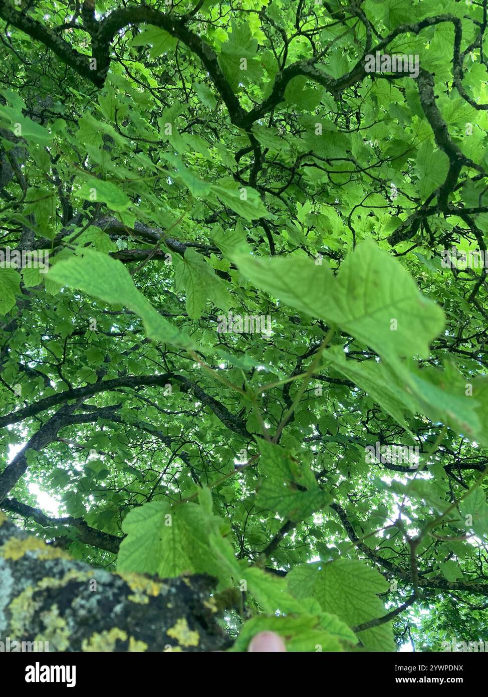 sycamore maple (Acer pseudoplatanus Stock Photo - Alamy
