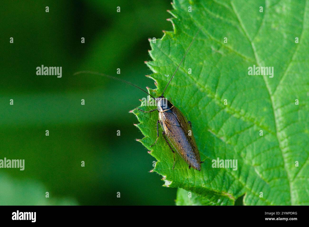 Forest Cockroach (Ectobius sylvestris Stock Photo - Alamy