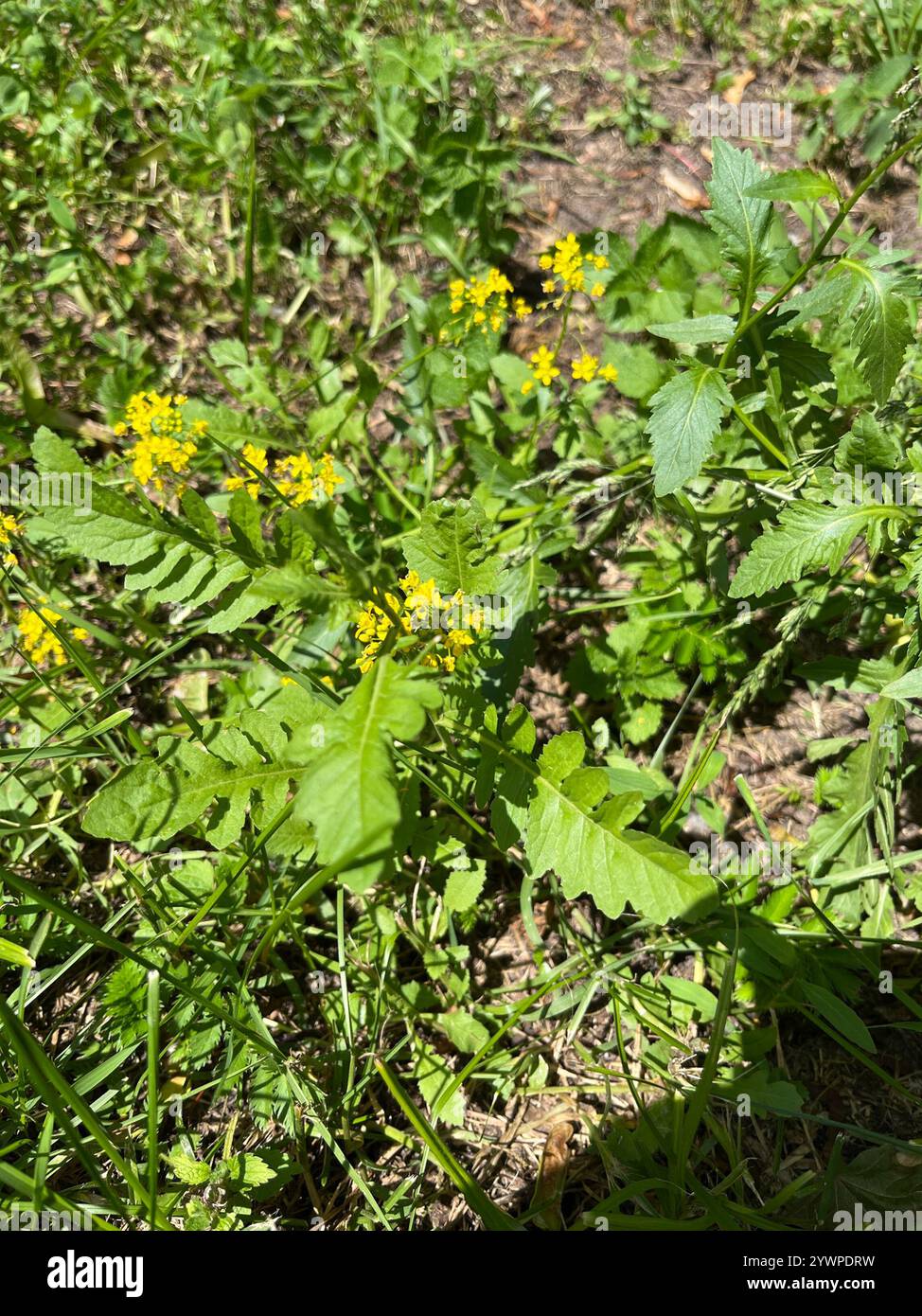 Creeping Yellowcress (Rorippa sylvestris Stock Photo - Alamy