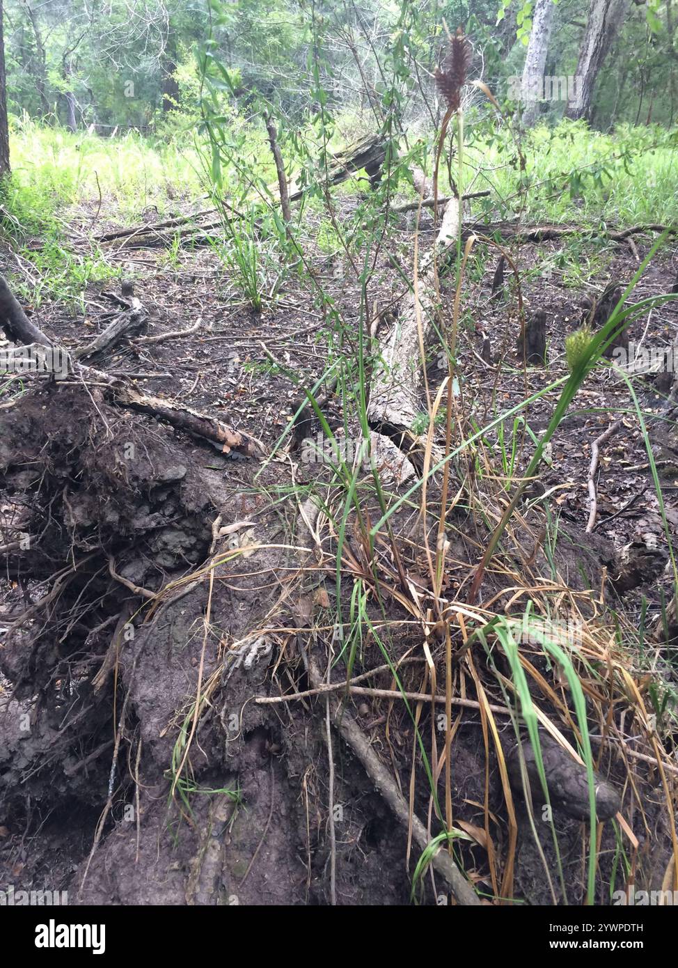 hop sedge (Carex lupulina Stock Photo - Alamy