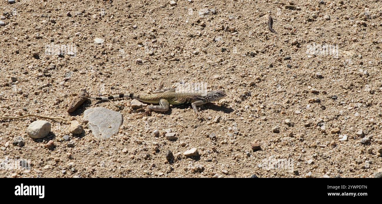 Zebra-tailed Lizard (Callisaurus draconoides Stock Photo - Alamy