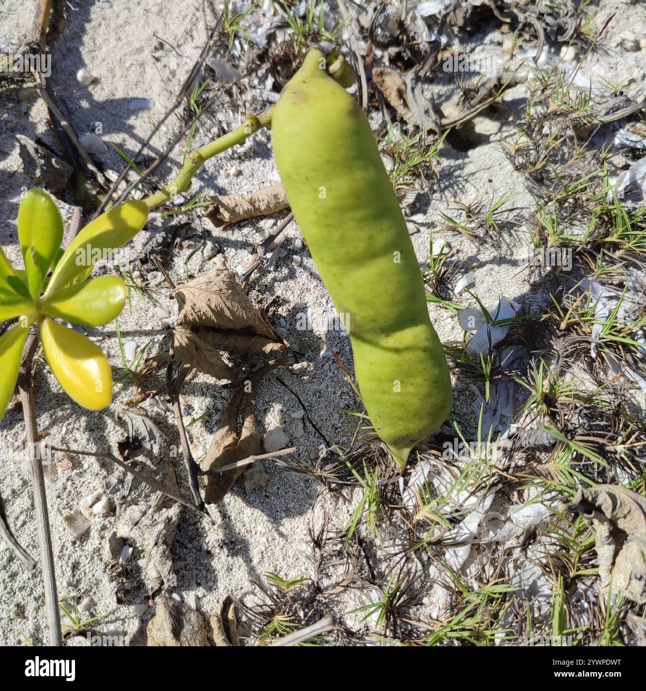 Beach Bean (Canavalia rosea Stock Photo - Alamy