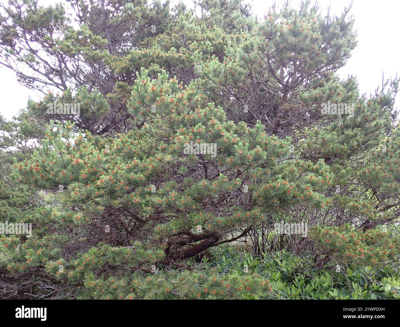 Shore Pine (Pinus contorta contorta Stock Photo - Alamy