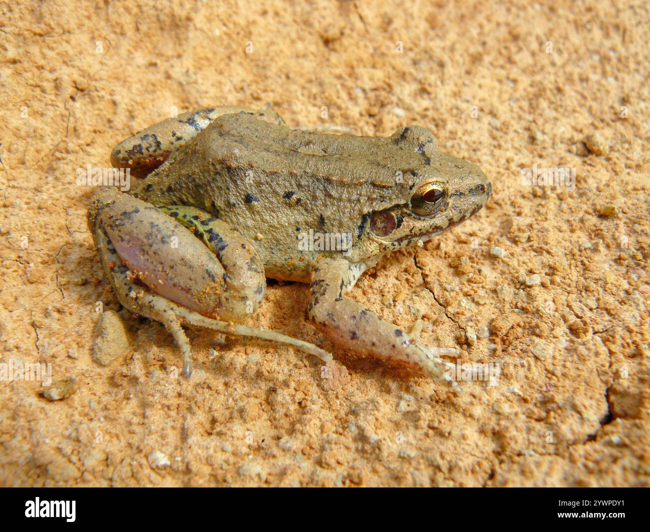 Neotropical Grass Frogs (Leptodactylus Stock Photo - Alamy