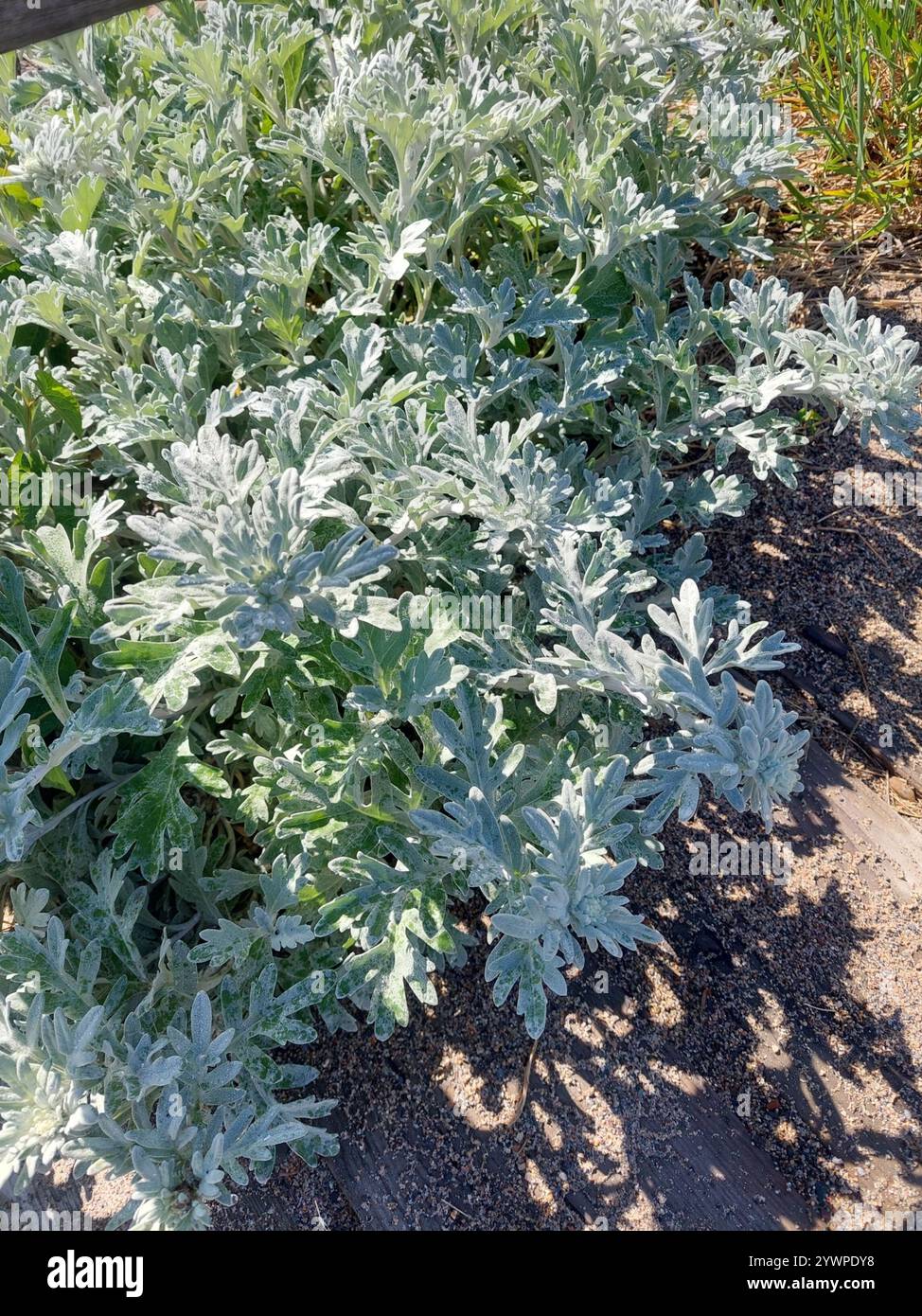 Hoary Mugwort (Artemisia stelleriana Stock Photo - Alamy