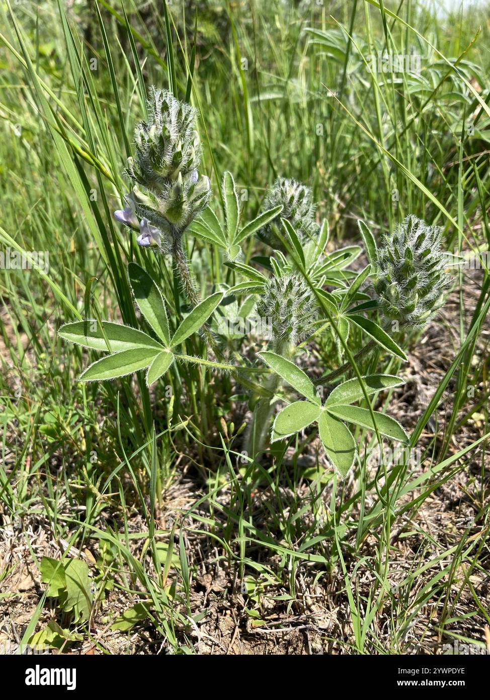 breadroot scurf pea (Pediomelum esculentum Stock Photo - Alamy