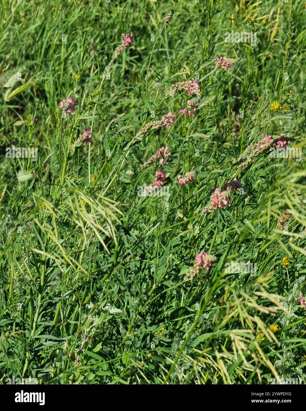 Hungarian sainfoin hi-res stock photography and images - Alamy