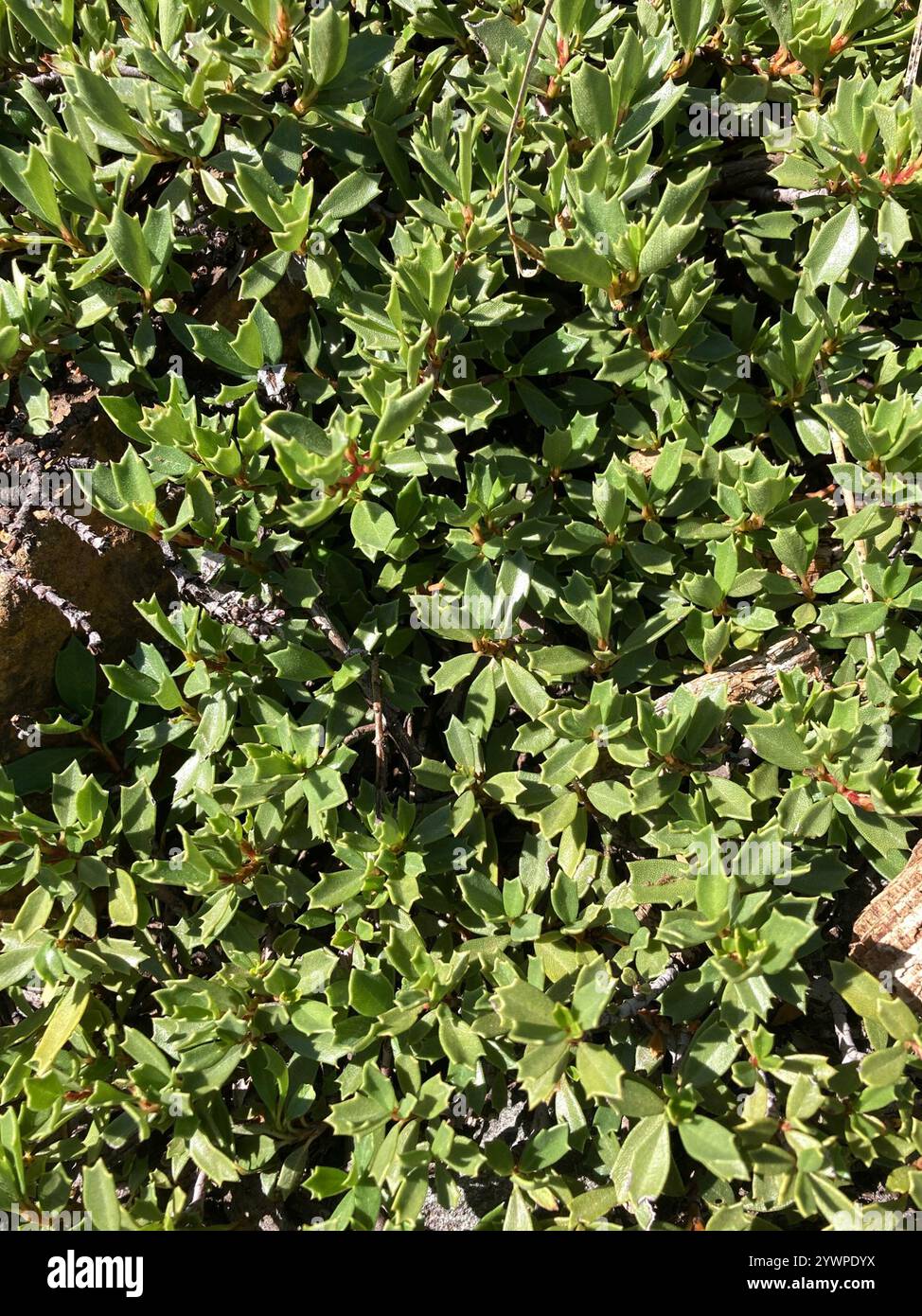 Mahala mat (Ceanothus prostratus Stock Photo - Alamy