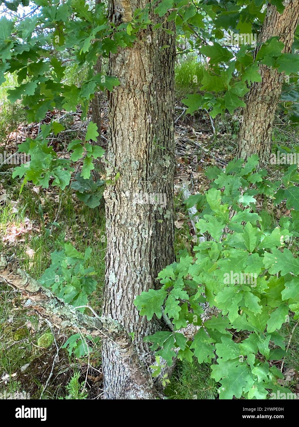 white oak (Quercus alba Stock Photo - Alamy