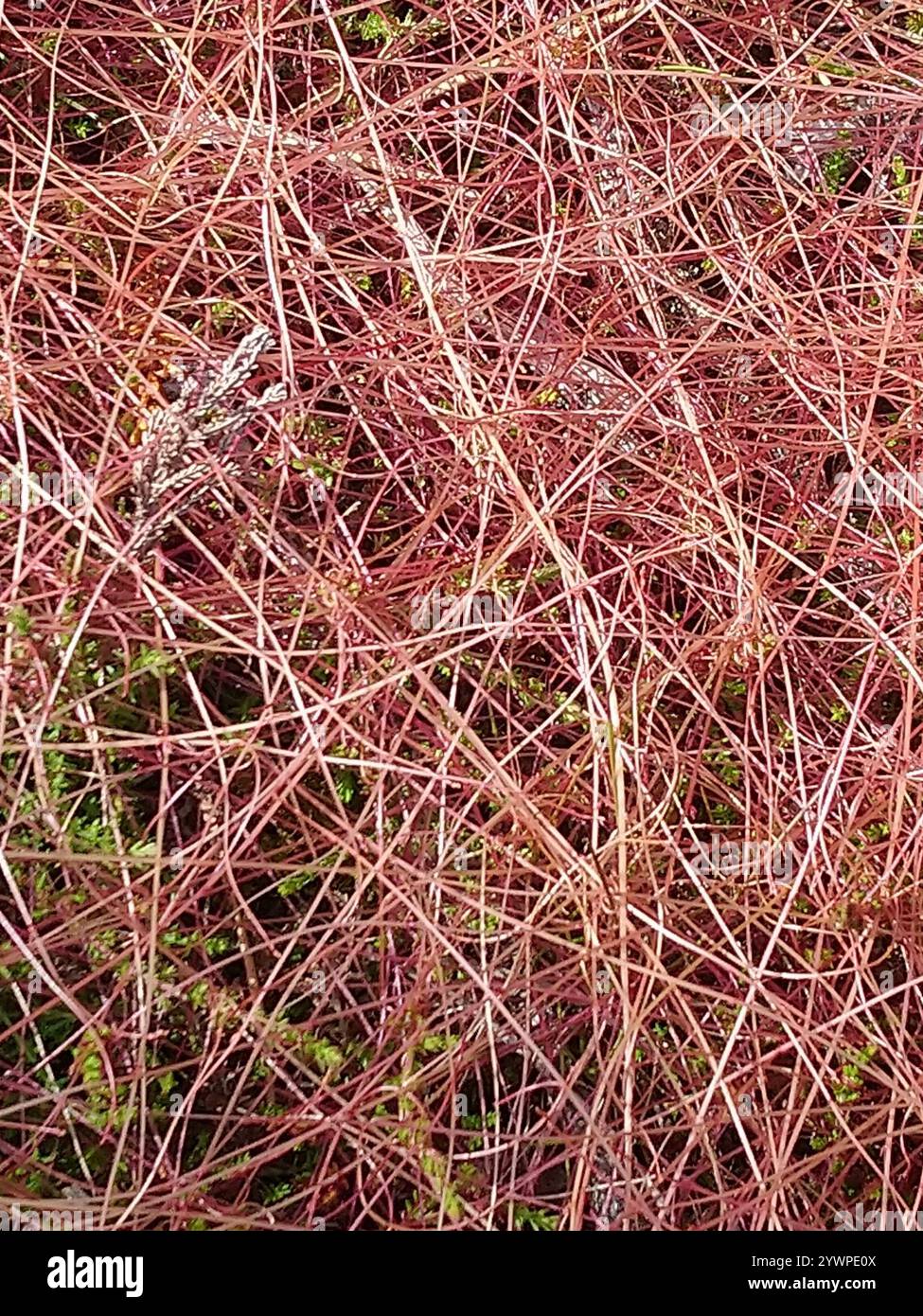 Clover Dodder (Cuscuta epithymum Stock Photo - Alamy