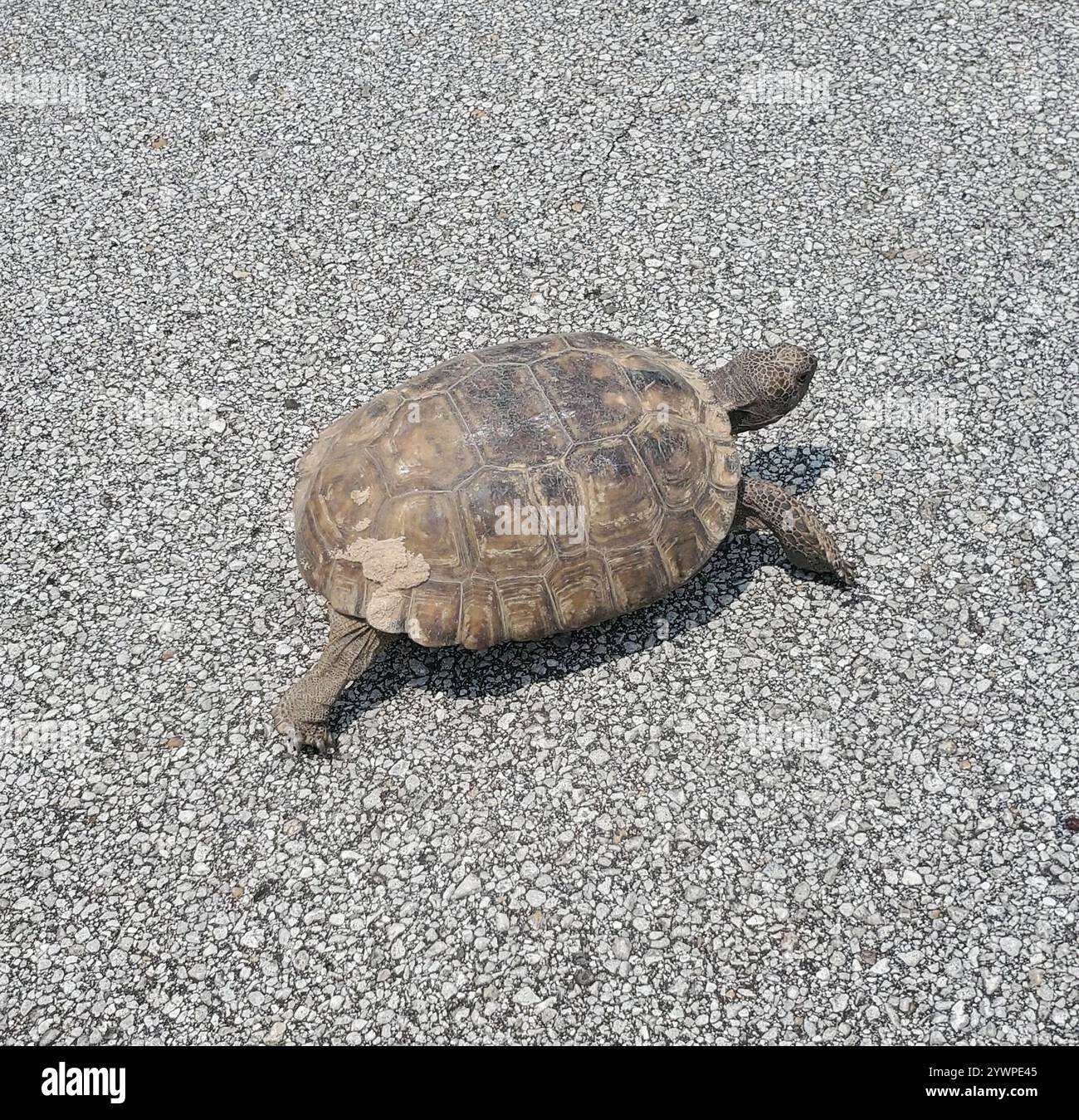 Gopher Tortoise (Gopherus polyphemus Stock Photo - Alamy