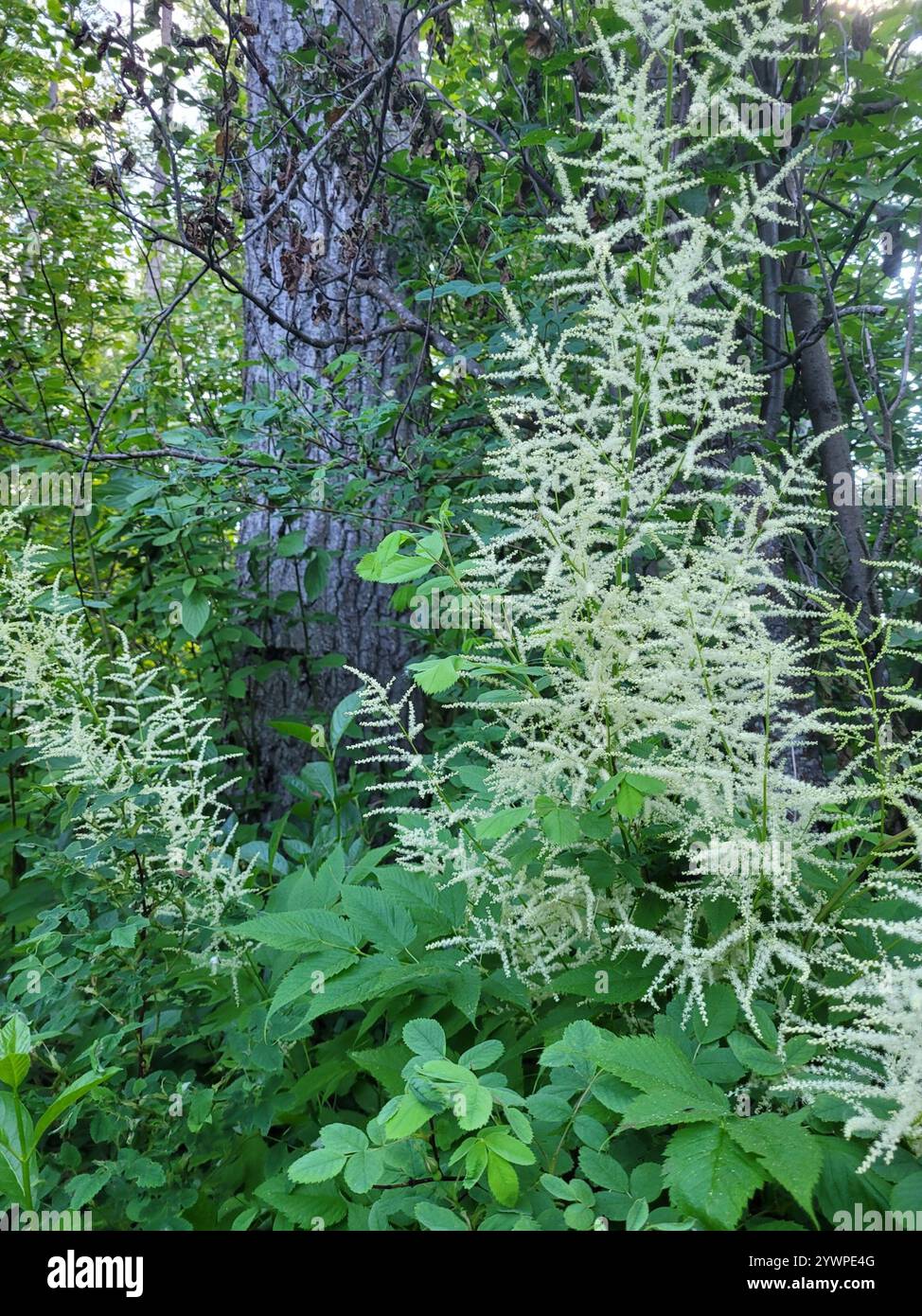 Goatsbeard (Aruncus dioicus Stock Photo - Alamy
