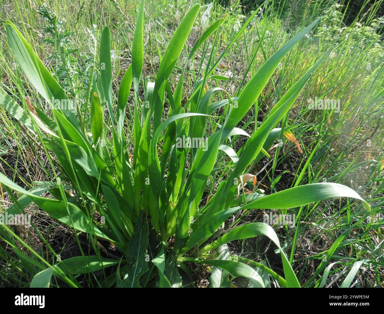 Siberian chives (Allium nutans Stock Photo - Alamy
