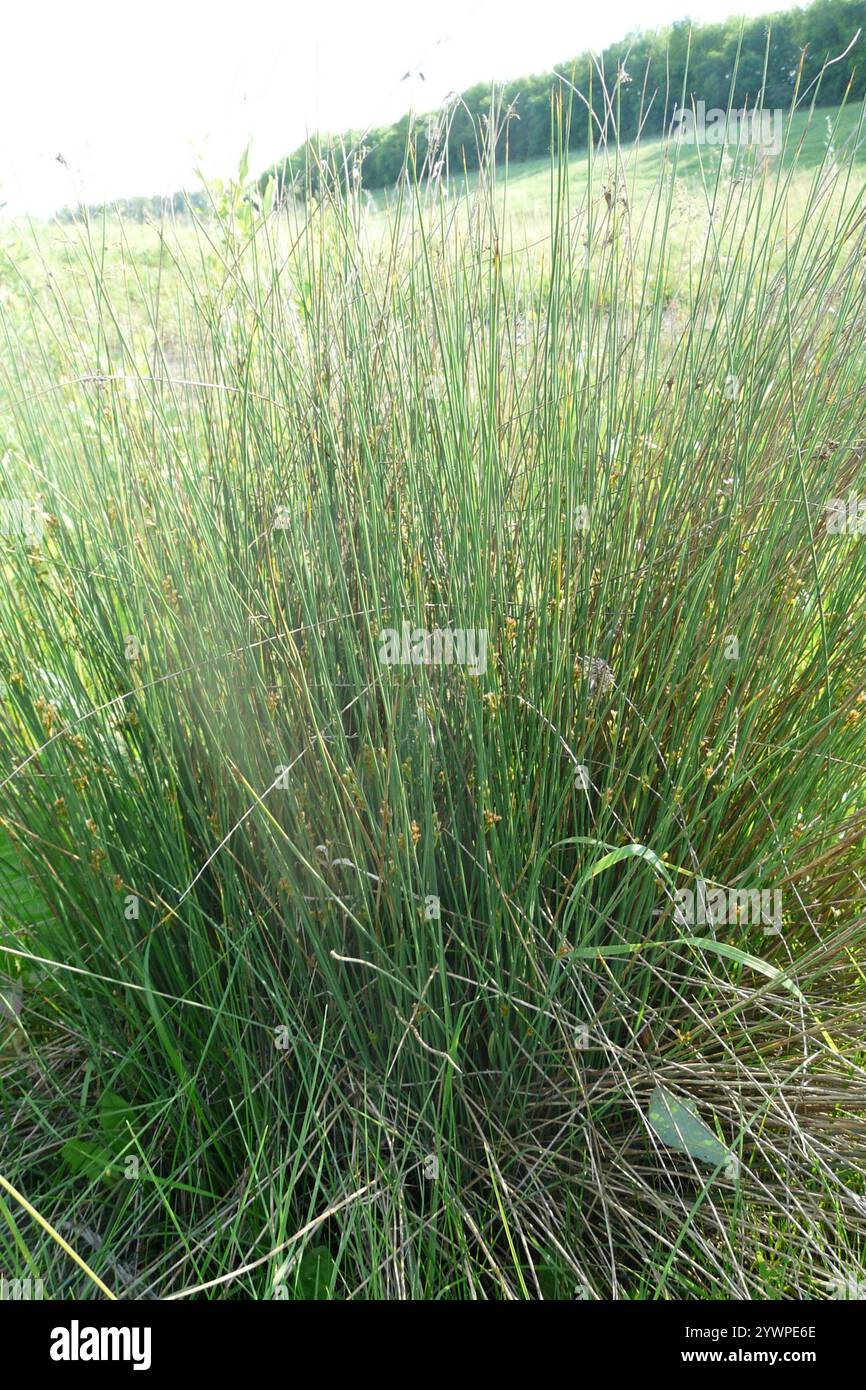 Hard Rush (Juncus inflexus Stock Photo - Alamy