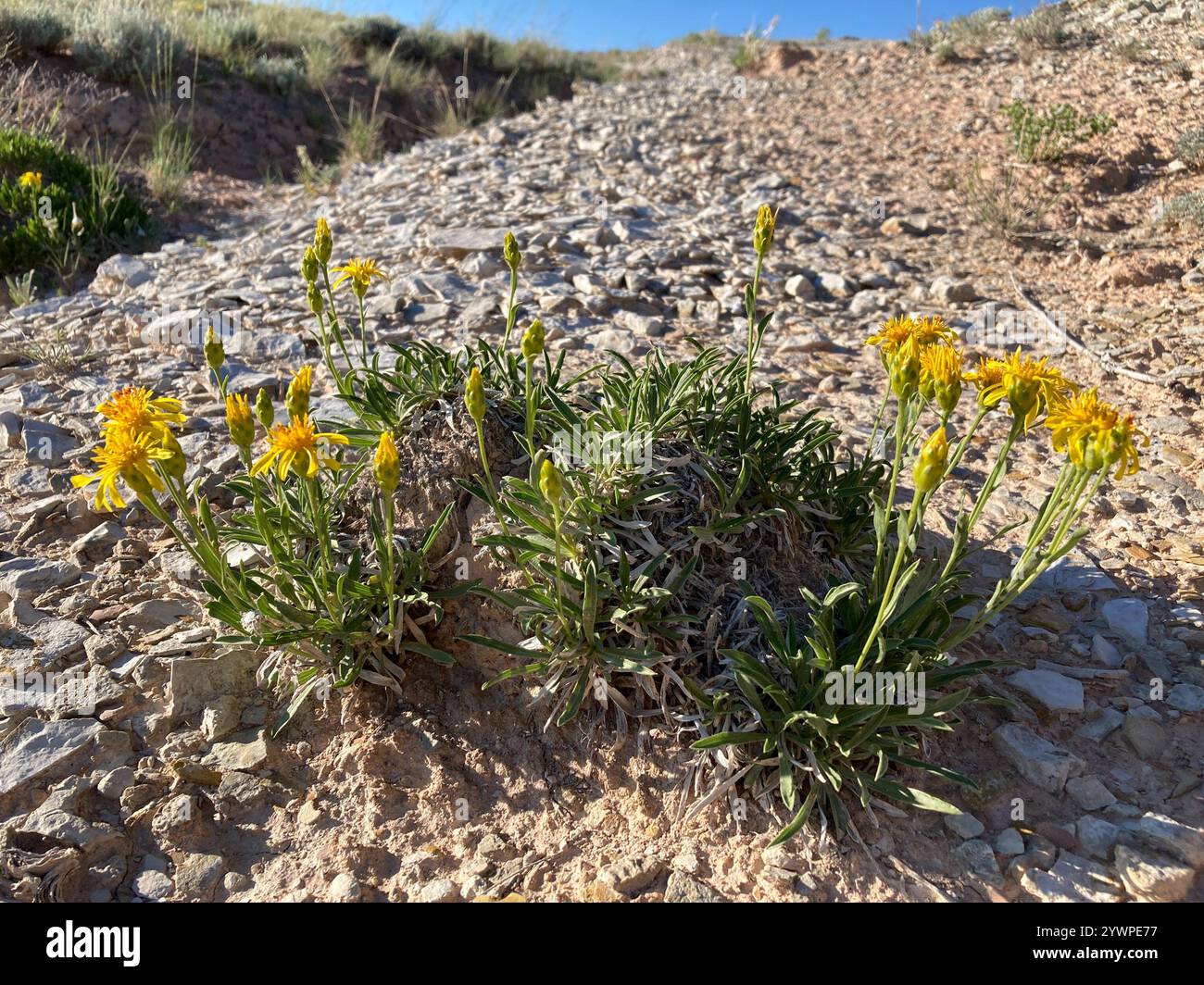 Thrift Mock Goldenweed (Stenotus armerioides Stock Photo - Alamy
