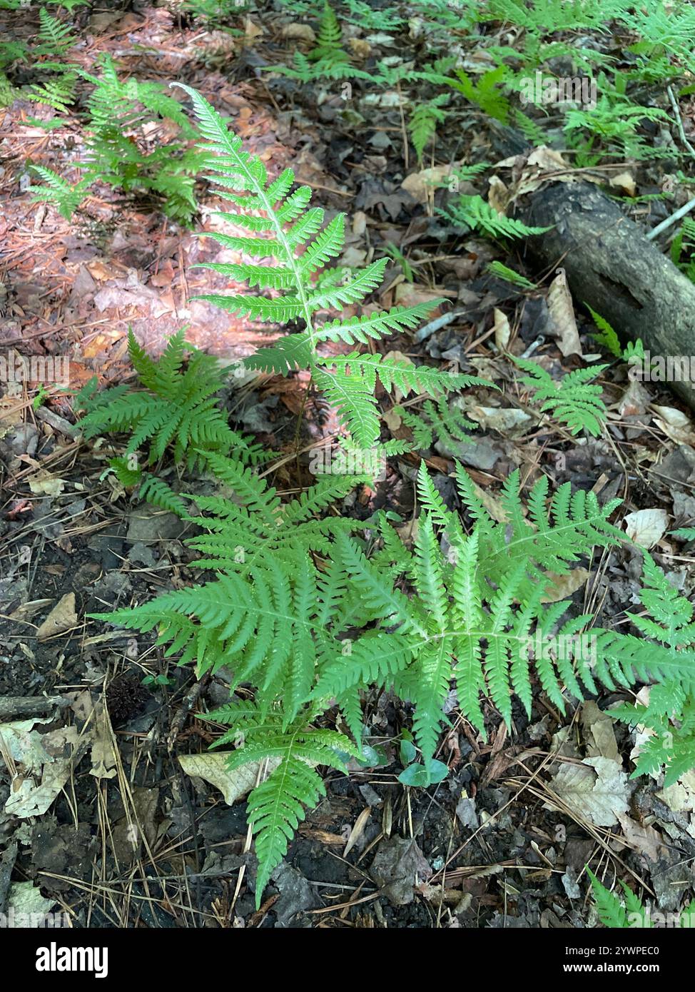 broad beech fern (Phegopteris hexagonoptera Stock Photo - Alamy