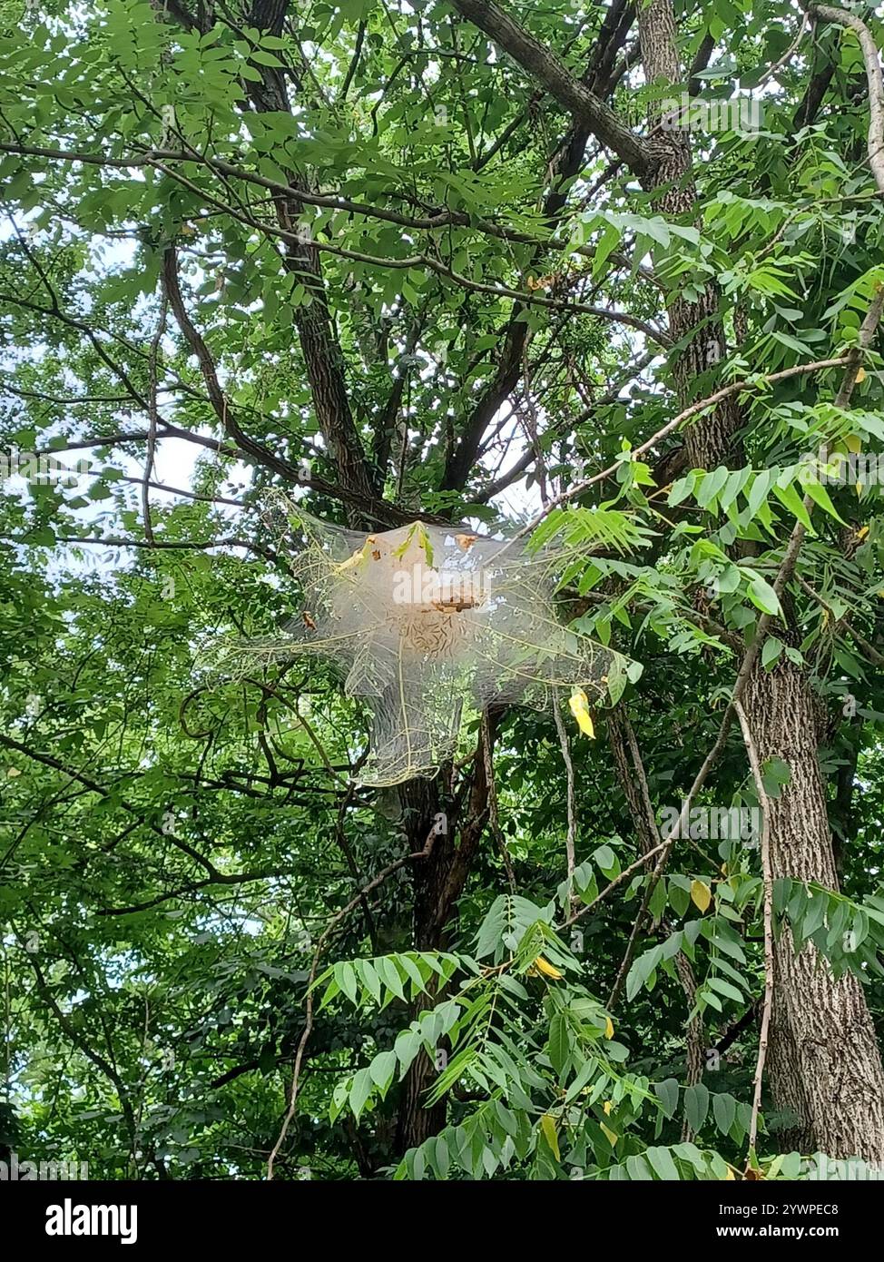 Fall Webworm Moth (Hyphantria cunea Stock Photo - Alamy