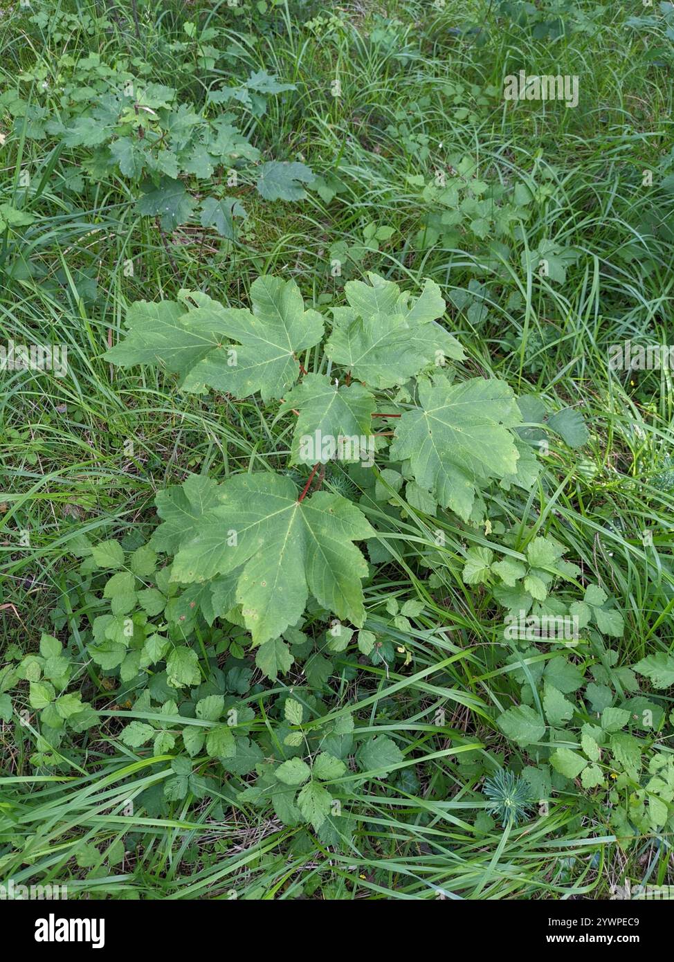 sycamore maple (Acer pseudoplatanus Stock Photo - Alamy