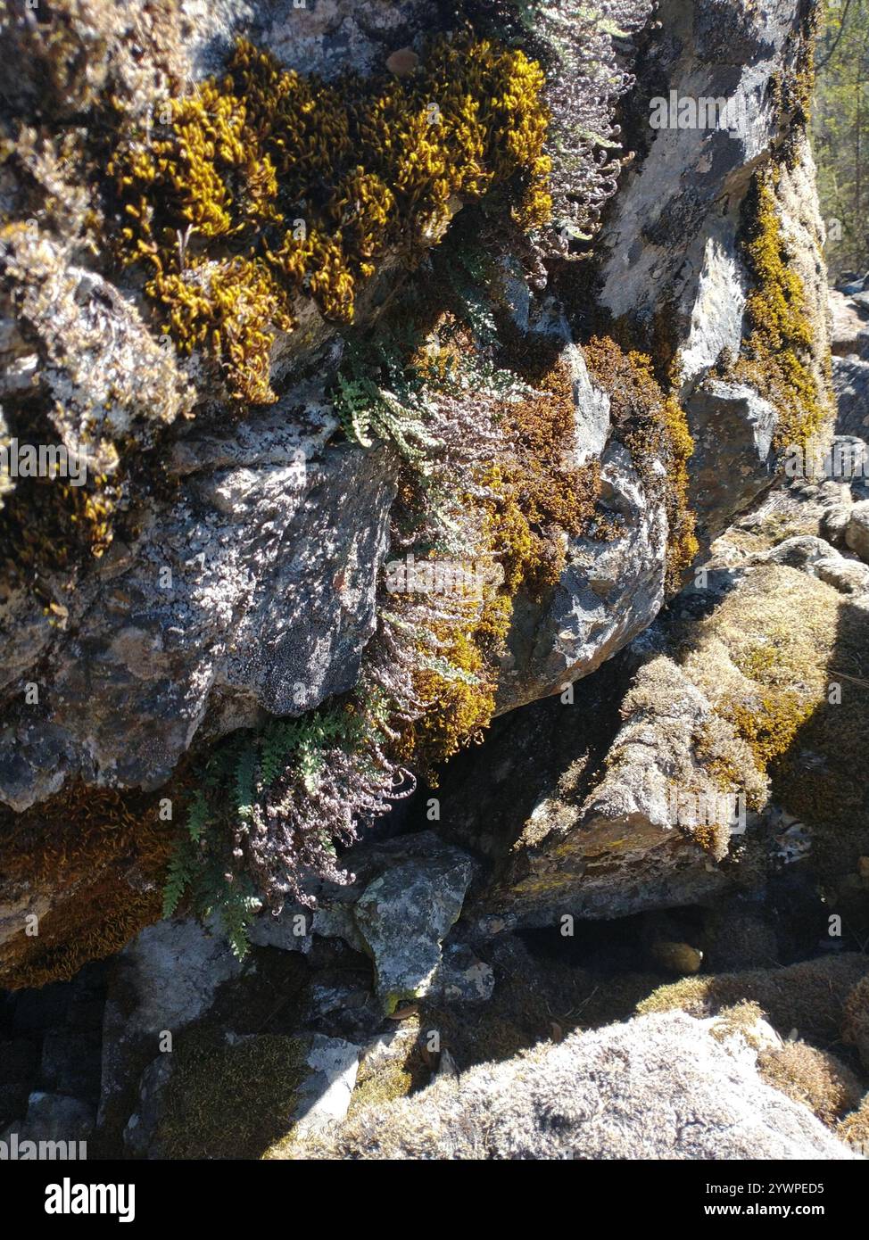 lace lip fern (Myriopteris gracillima Stock Photo - Alamy