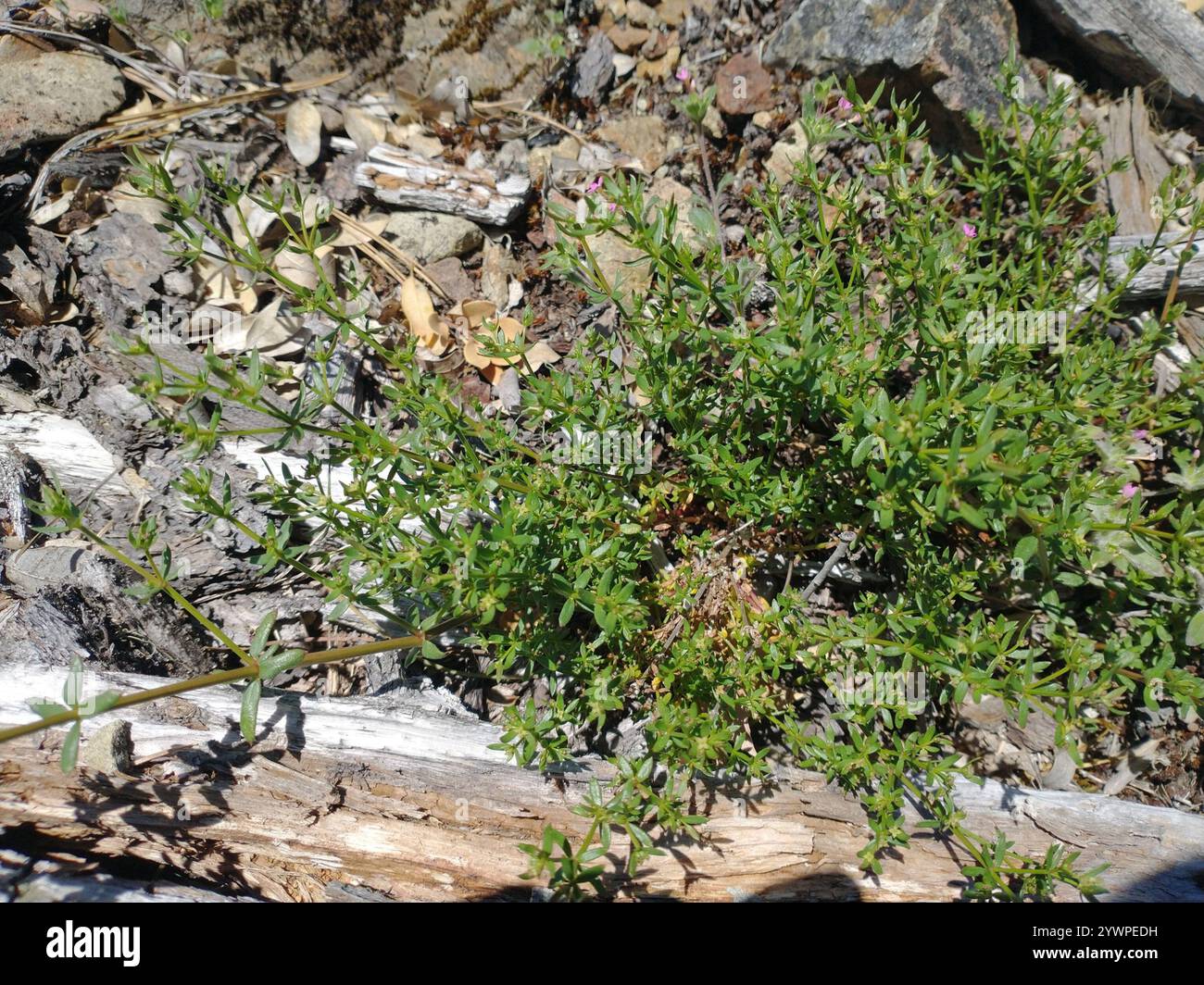 Bolander's bedstraw (Galium bolanderi Stock Photo - Alamy