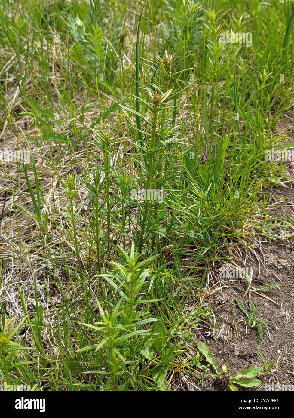 Northern Bedstraw (Galium boreale Stock Photo - Alamy