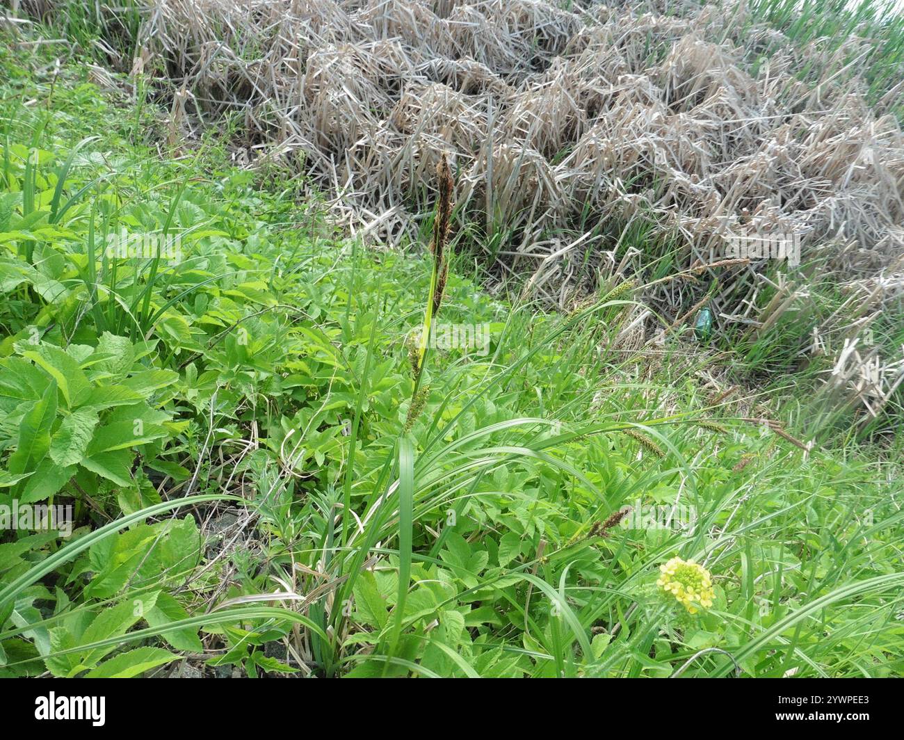 slender tufted-sedge (Carex acuta Stock Photo - Alamy