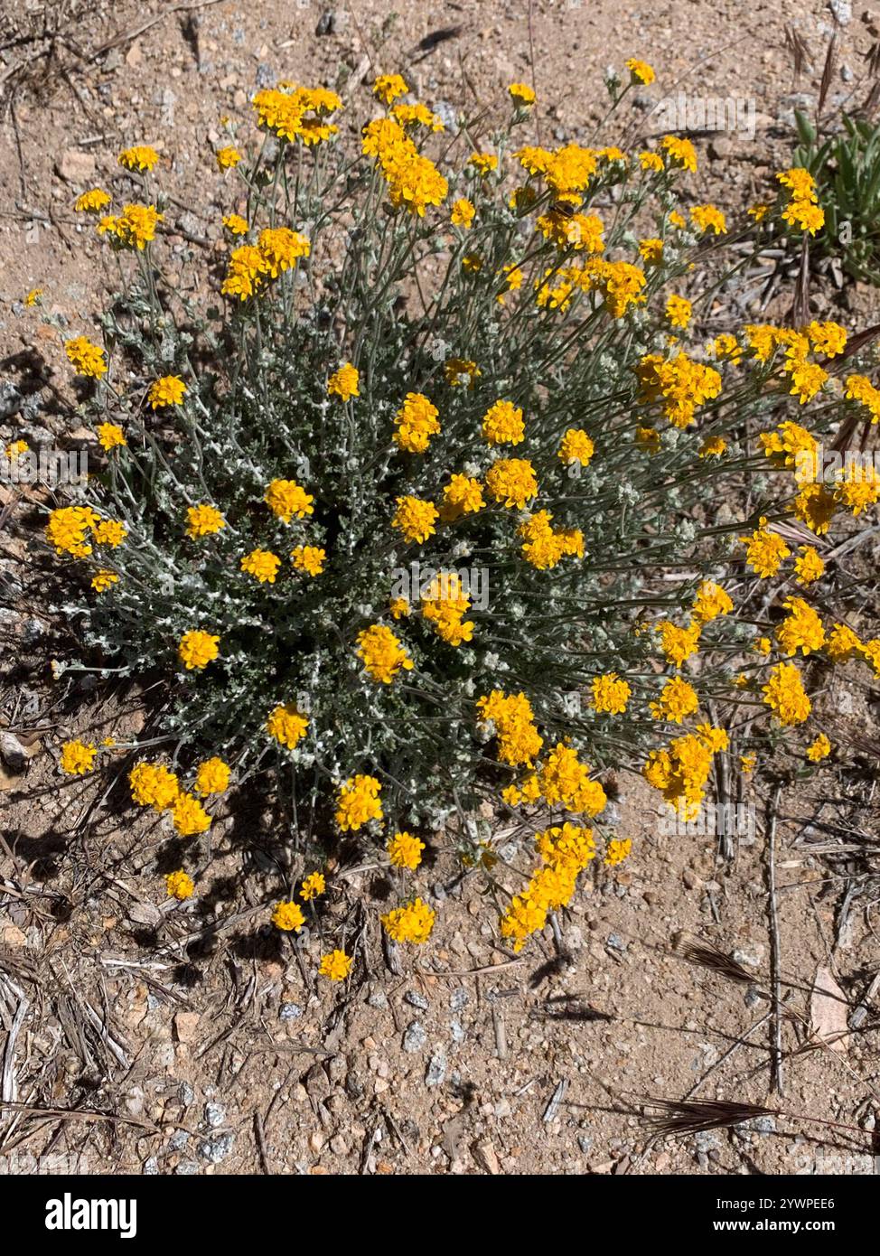 Golden Yarrow (Eriophyllum confertiflorum Stock Photo - Alamy