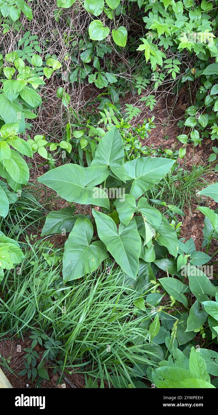 Green Arrow Arum (Peltandra virginica Stock Photo - Alamy