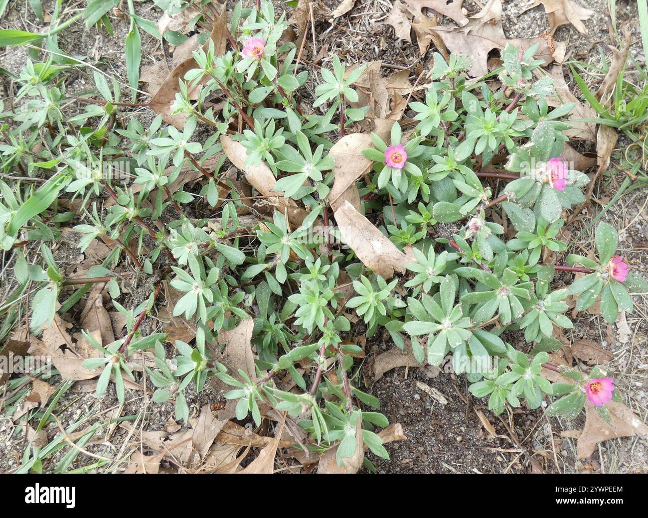 Paraguayan Purslane (Portulaca amilis Stock Photo - Alamy
