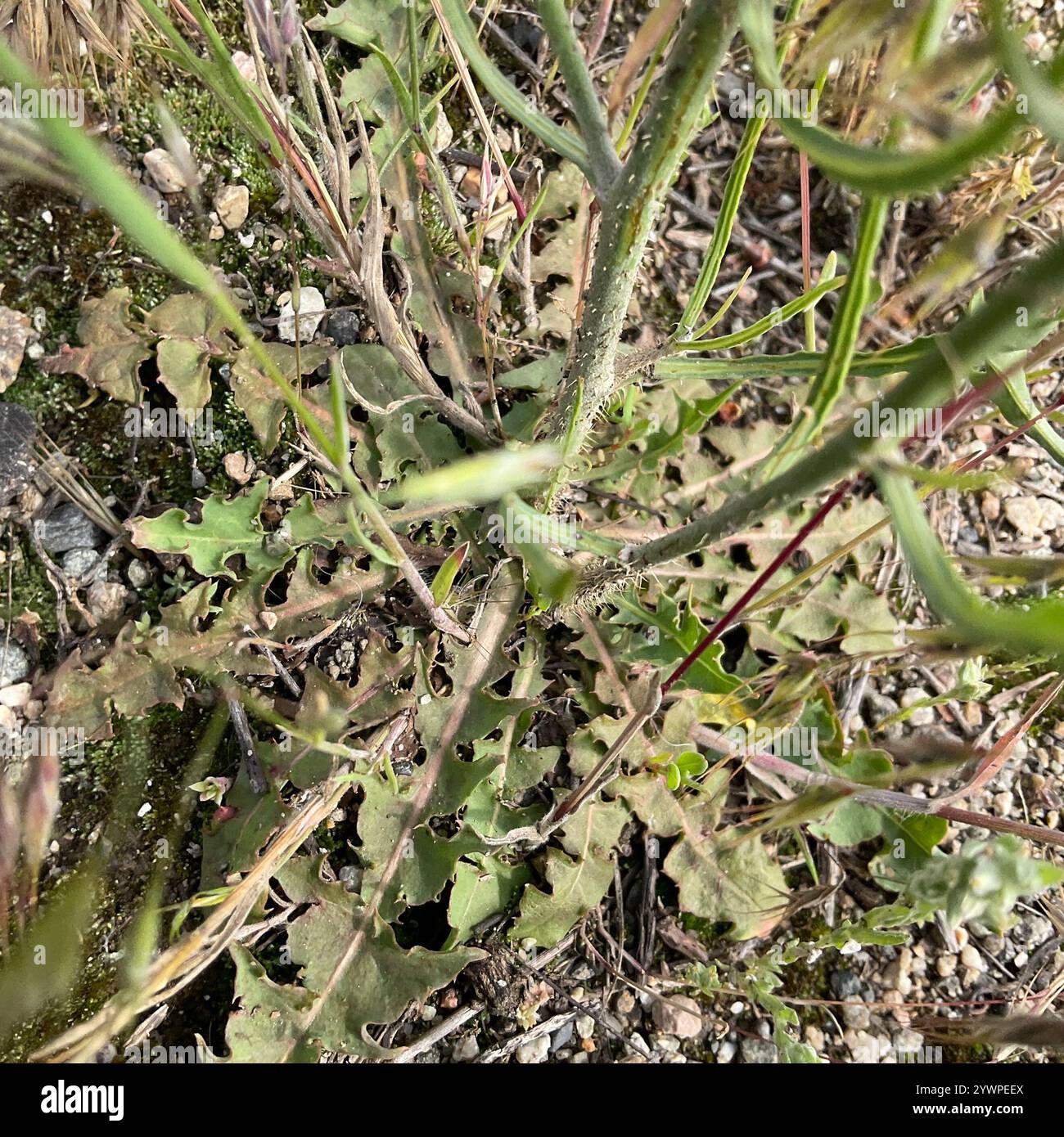 Rush Skeletonweed (Chondrilla juncea Stock Photo - Alamy