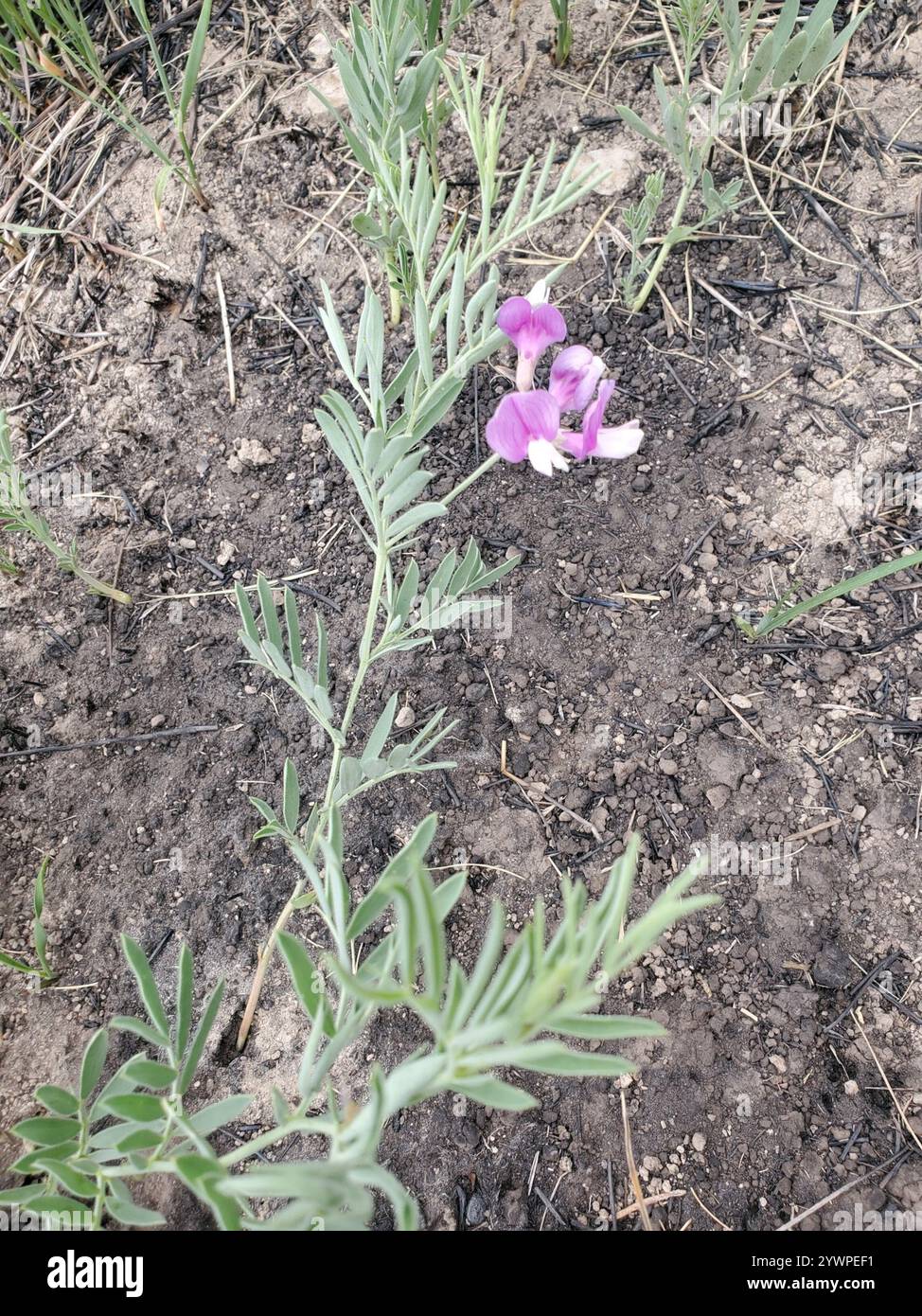Manystem Pea (Lathyrus polymorphus Stock Photo - Alamy