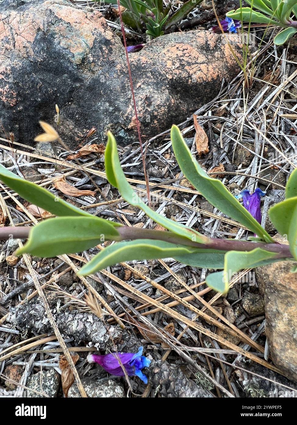 Azure Penstemon (Penstemon azureus Stock Photo - Alamy