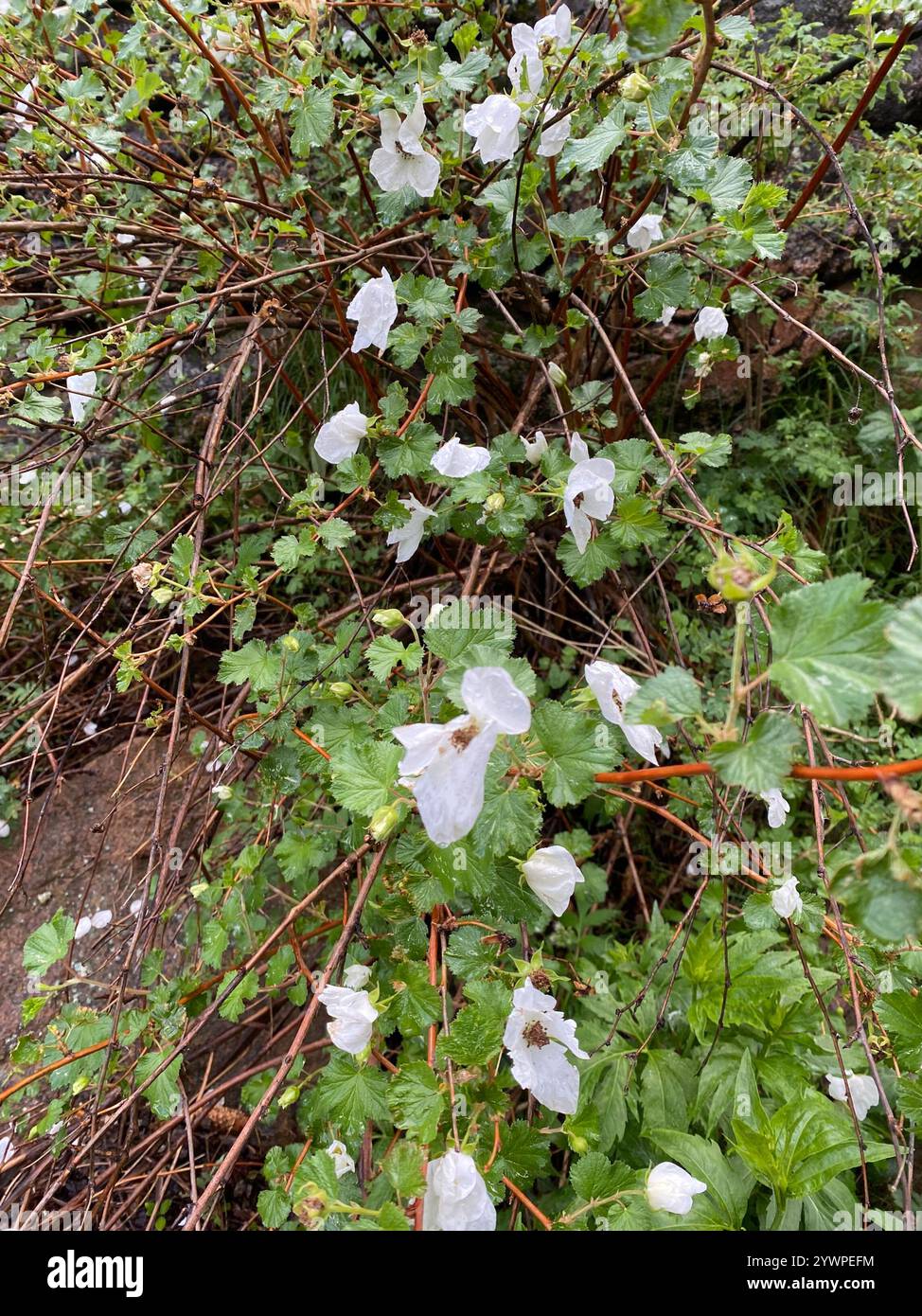 Rocky Mountain raspberry (Rubus deliciosus Stock Photo - Alamy